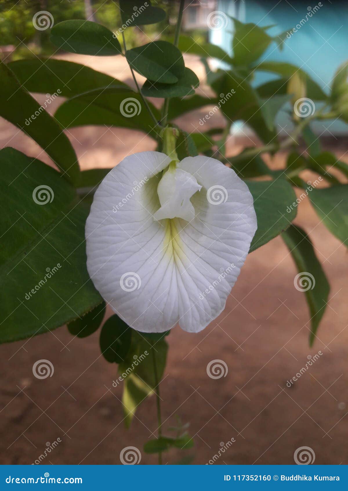 Katarodu de Sudu foto de archivo. Imagen de nuestro - 117352160