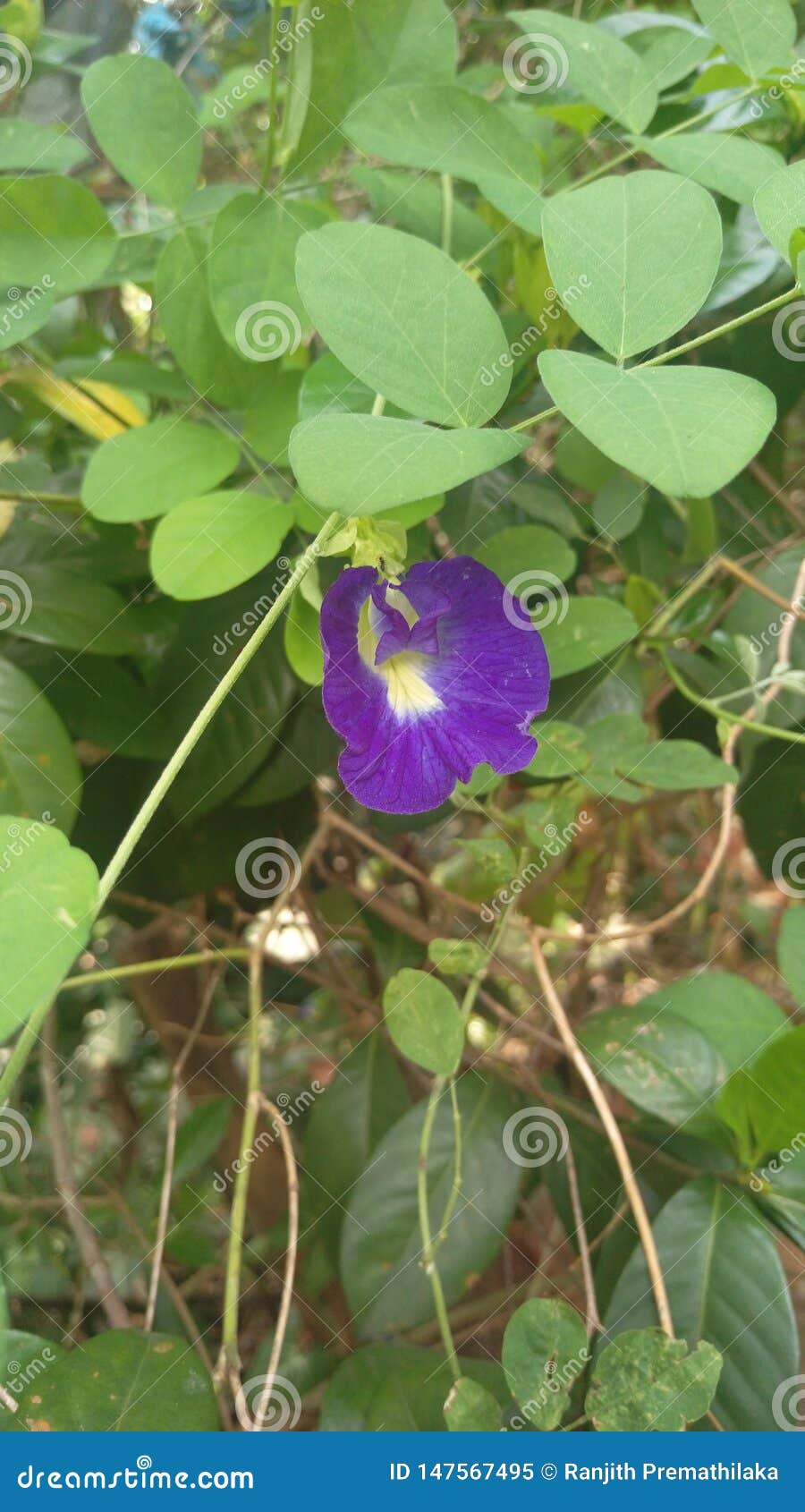 Katarodu flower stock image. Image of katarodu, lilac - 147567495