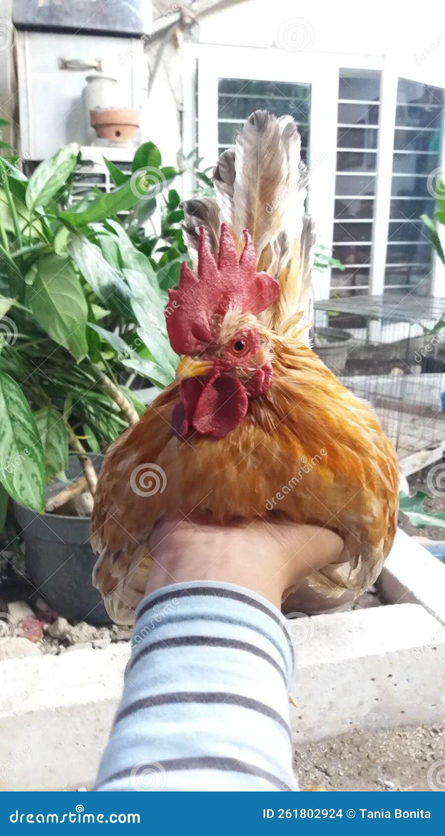 Kate is the Type of Indonesia& X27;s Chicken. Kate Sit on the Hand ...