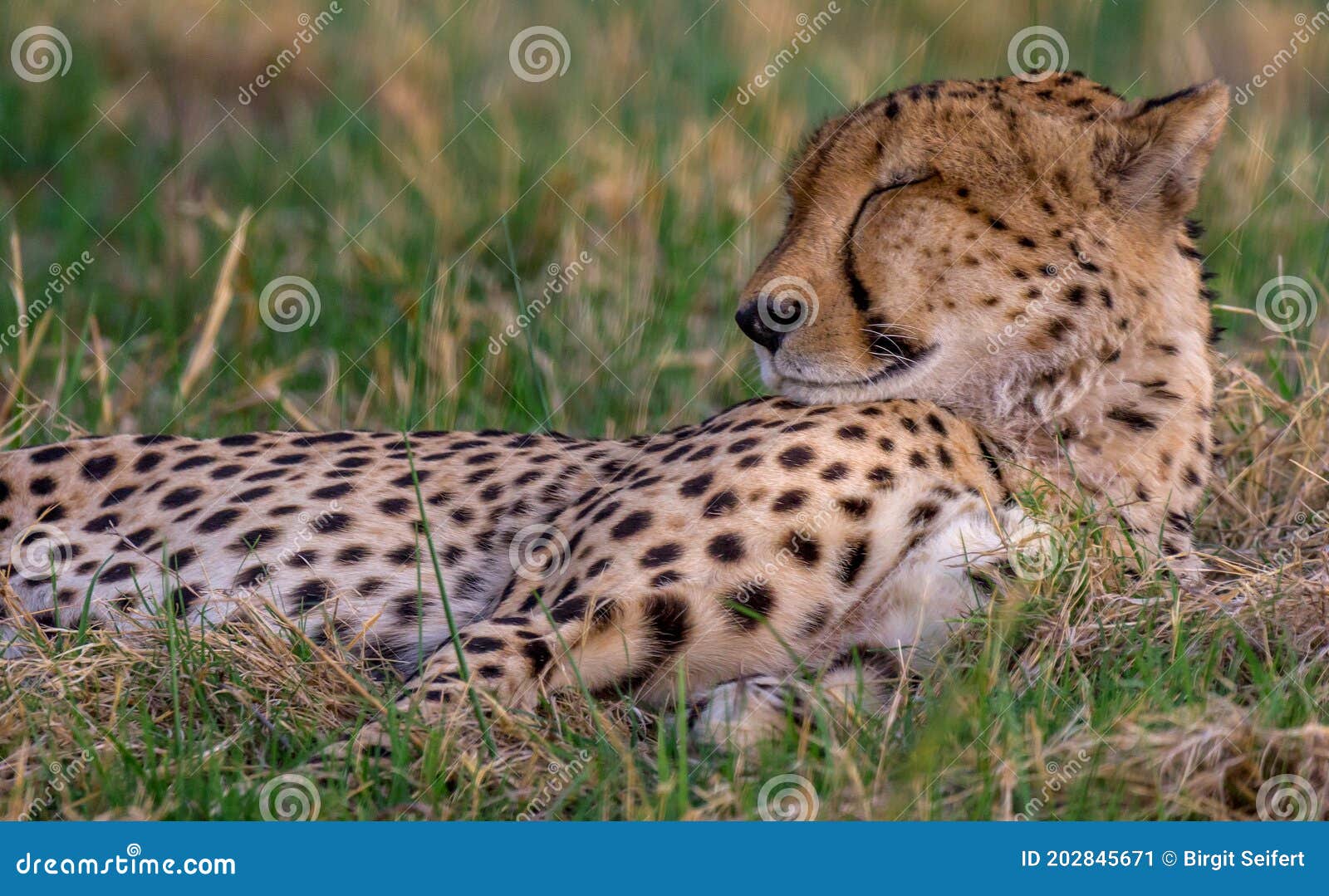 Sleeping cheetah. stock image. Image of wkbilder, delta - 202845671