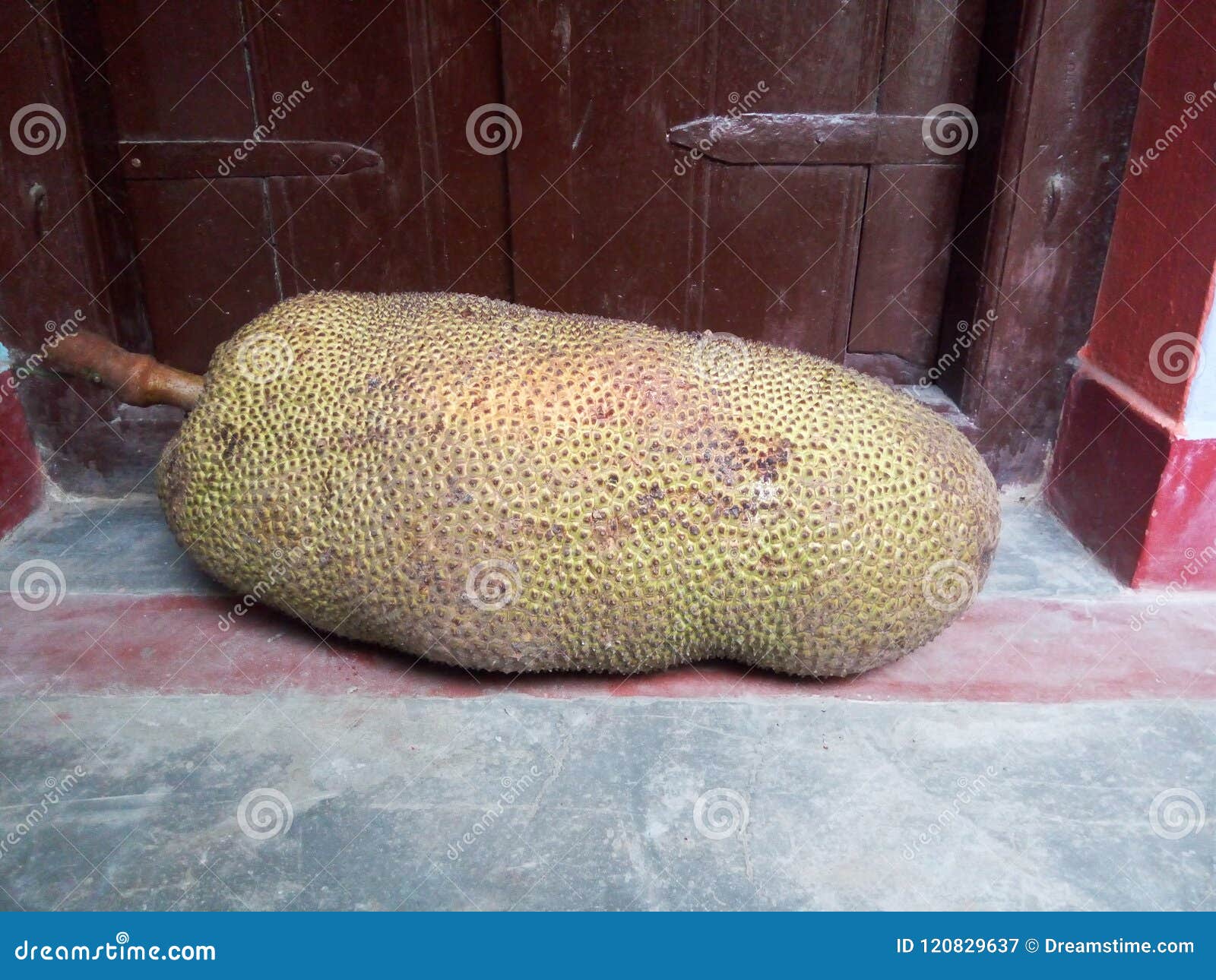 Kathal stock image. Image of size, kathal, vegitable - 120829637