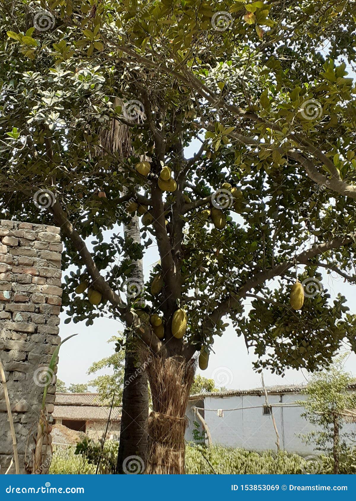 Kathal tree stock image. Image of natural, forest, kathal - 153853069