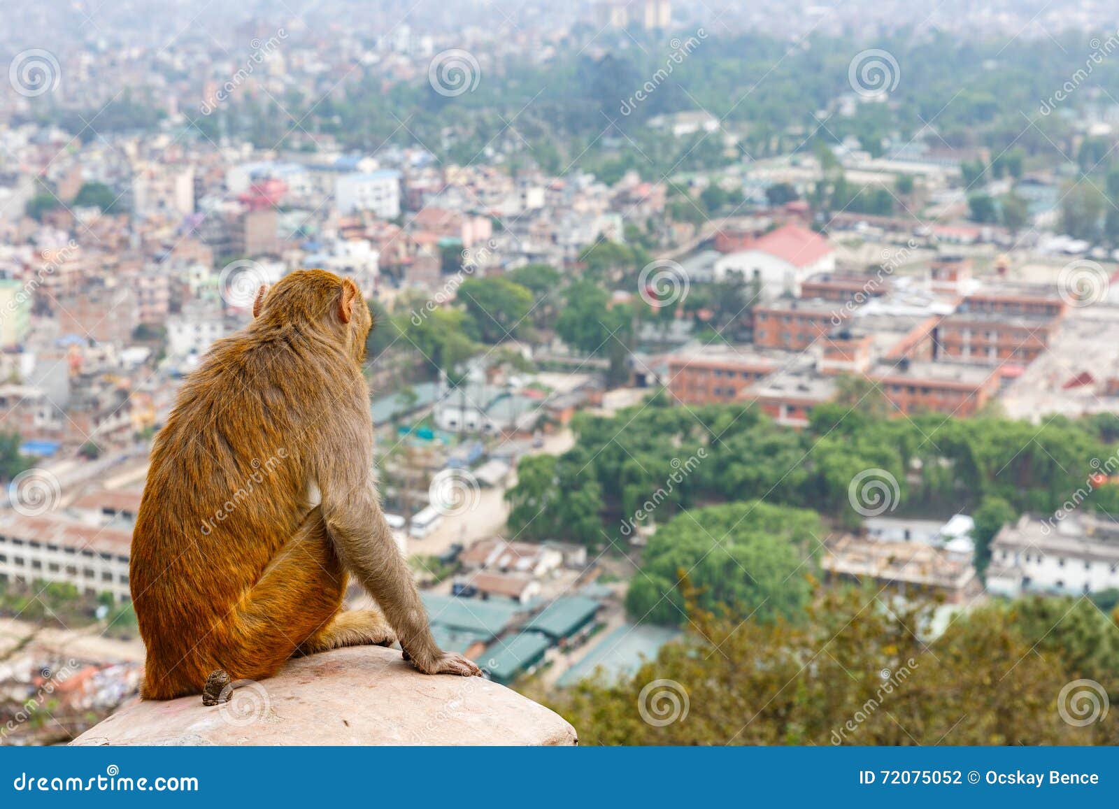 Kathmandu Cityscape And Rhesus Monkey Stock Photo - Image of macaque ...