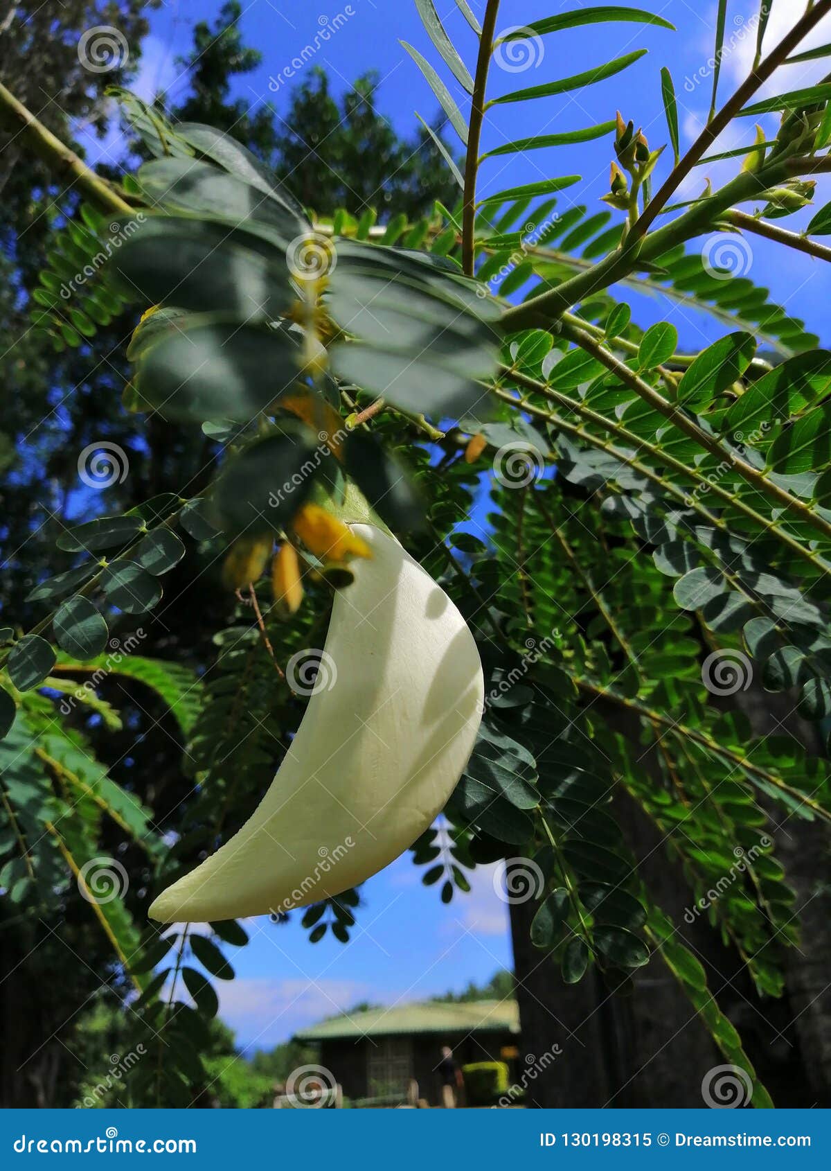 Kathurumurunga flower stock image. Image of tree, flower - 130198315