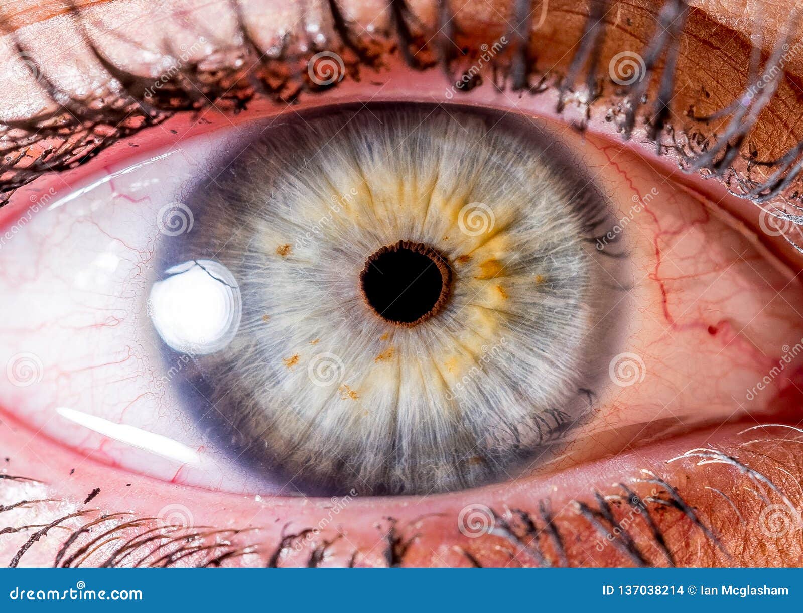 Close Up Eye. Close Up Iris. Very Close Macro Shot of an Eyeball Stock ...