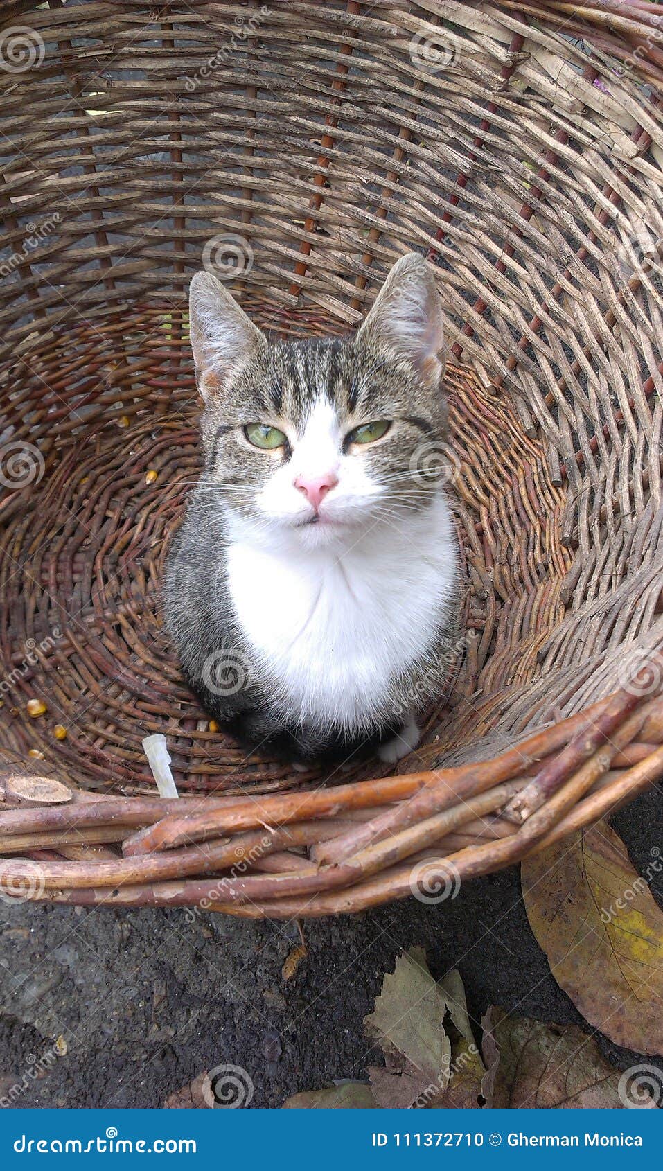 Katje stock foto. Image of mooi, weinig, katje - 111372710