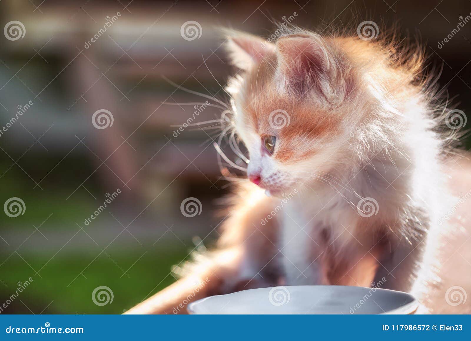 Katje stock foto. Image of mooi, katje, buiten, één - 117986572