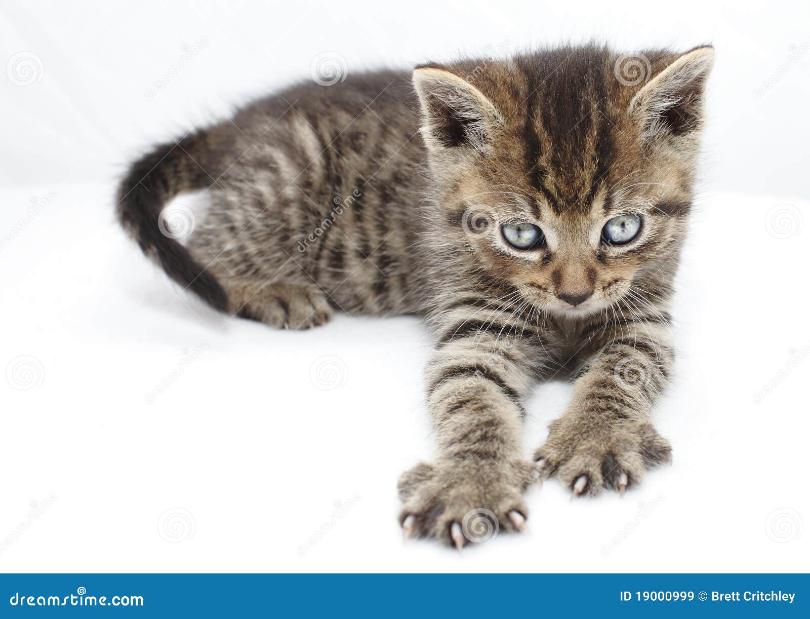 Katje stock afbeelding. Image of katje, klei, aanbiddelijk - 19000999