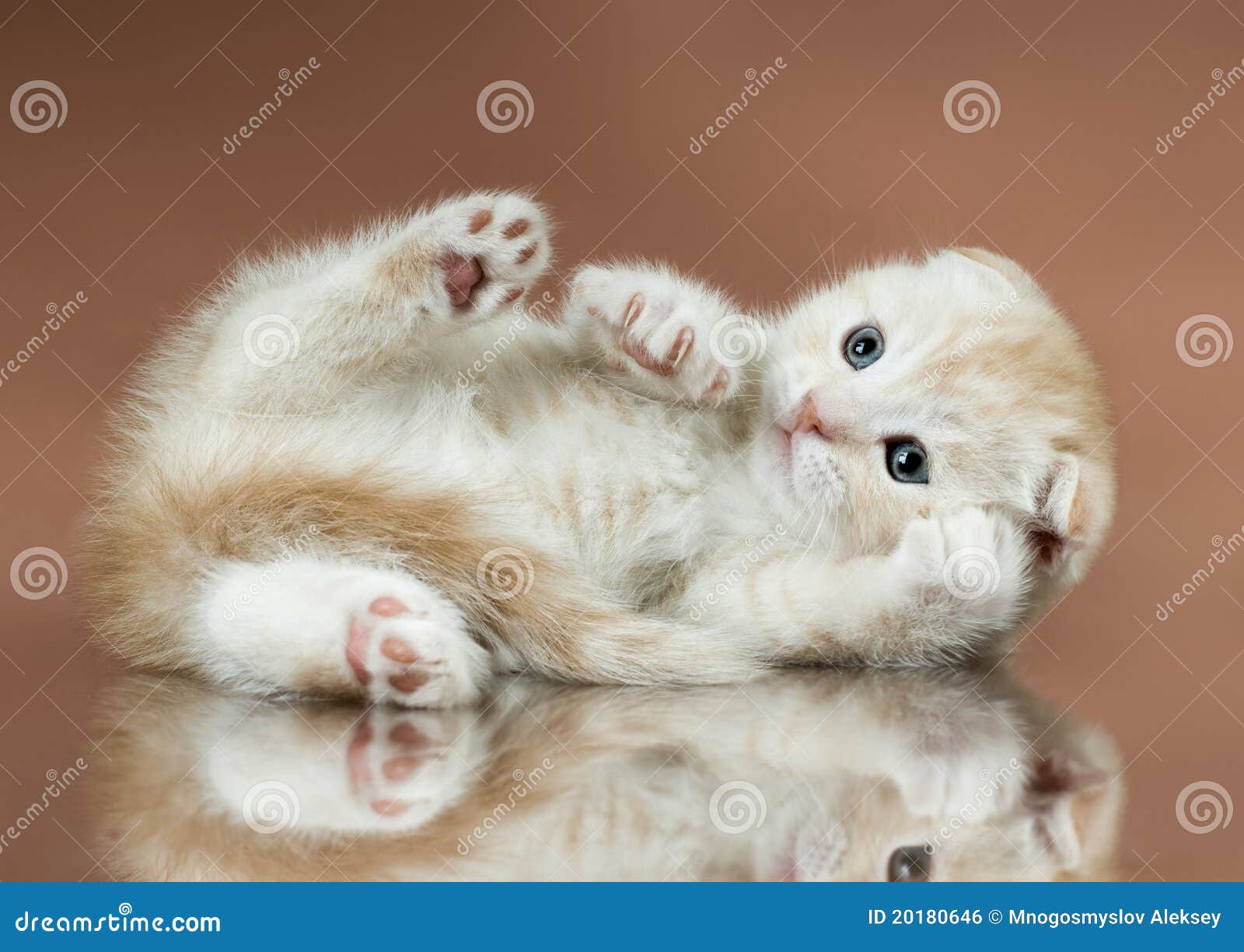 Katje stock foto. Image of geboren, vouwen, gekweekt - 20180646