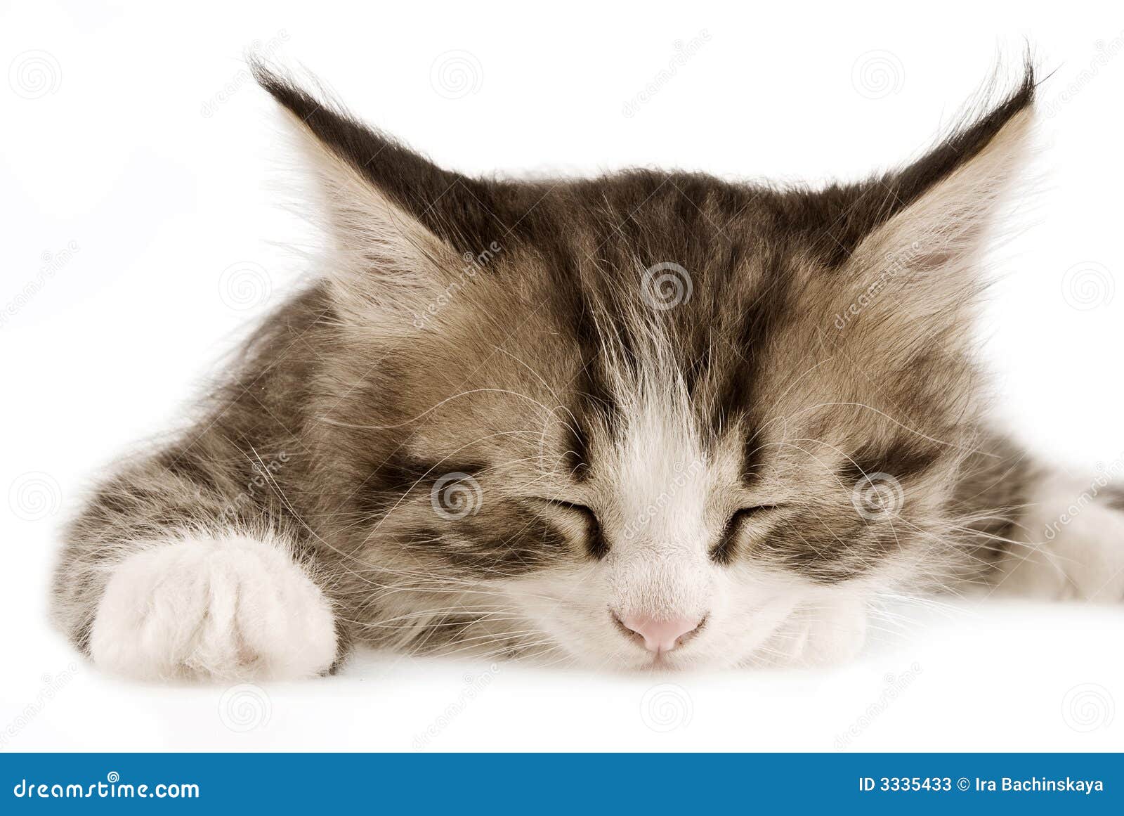 Katje stock afbeelding. Image of katachtig, grijs, snoezig - 3335433