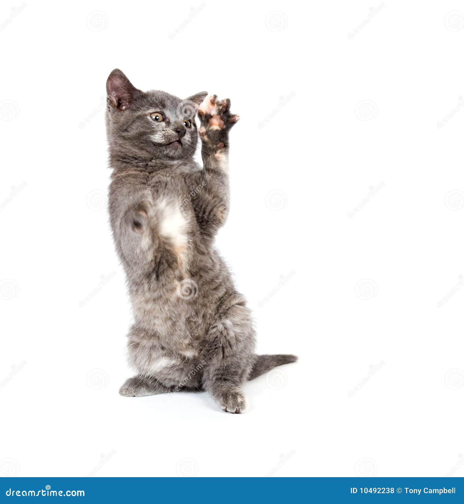 Katje Dat Om Het Even Welke Het Spelen Springt Stock Foto - Image of ...