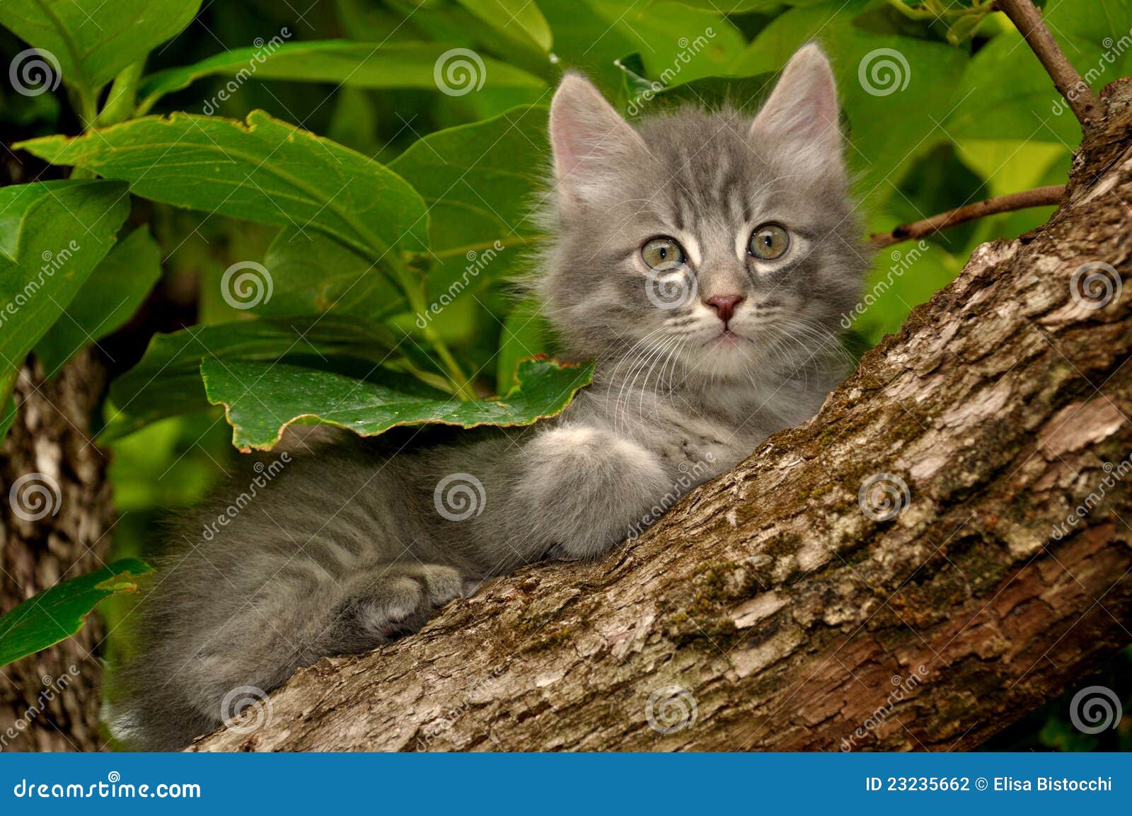 Katje op een boom stock foto. Image of volledig, katje - 23235662