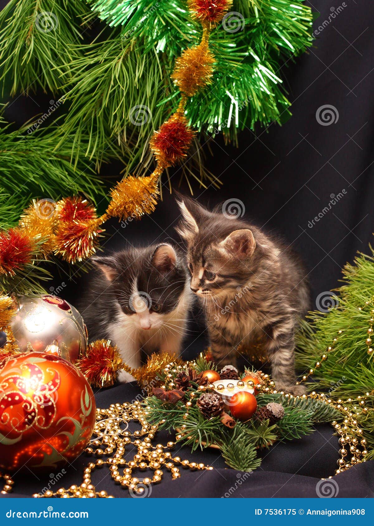 Katjes Onder Een Boom Van Het Nieuwjaar Stock Afbeelding - Image of ...