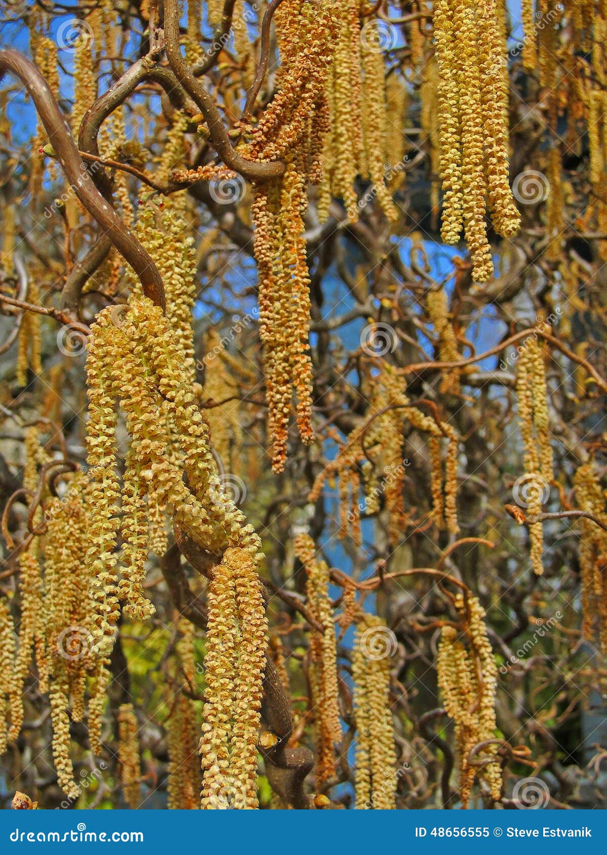 Katjes op verwrongene boom stock afbeelding. Image of vroeg - 48656555