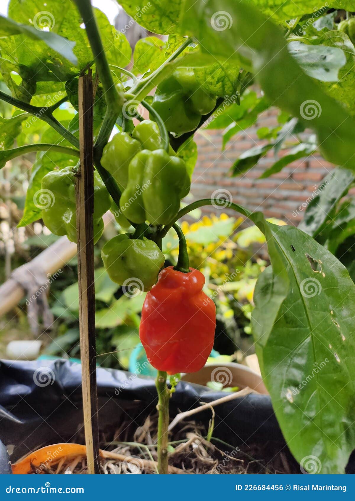 Katokkon chili plant stock photo. Image of plant, shrub - 226684456