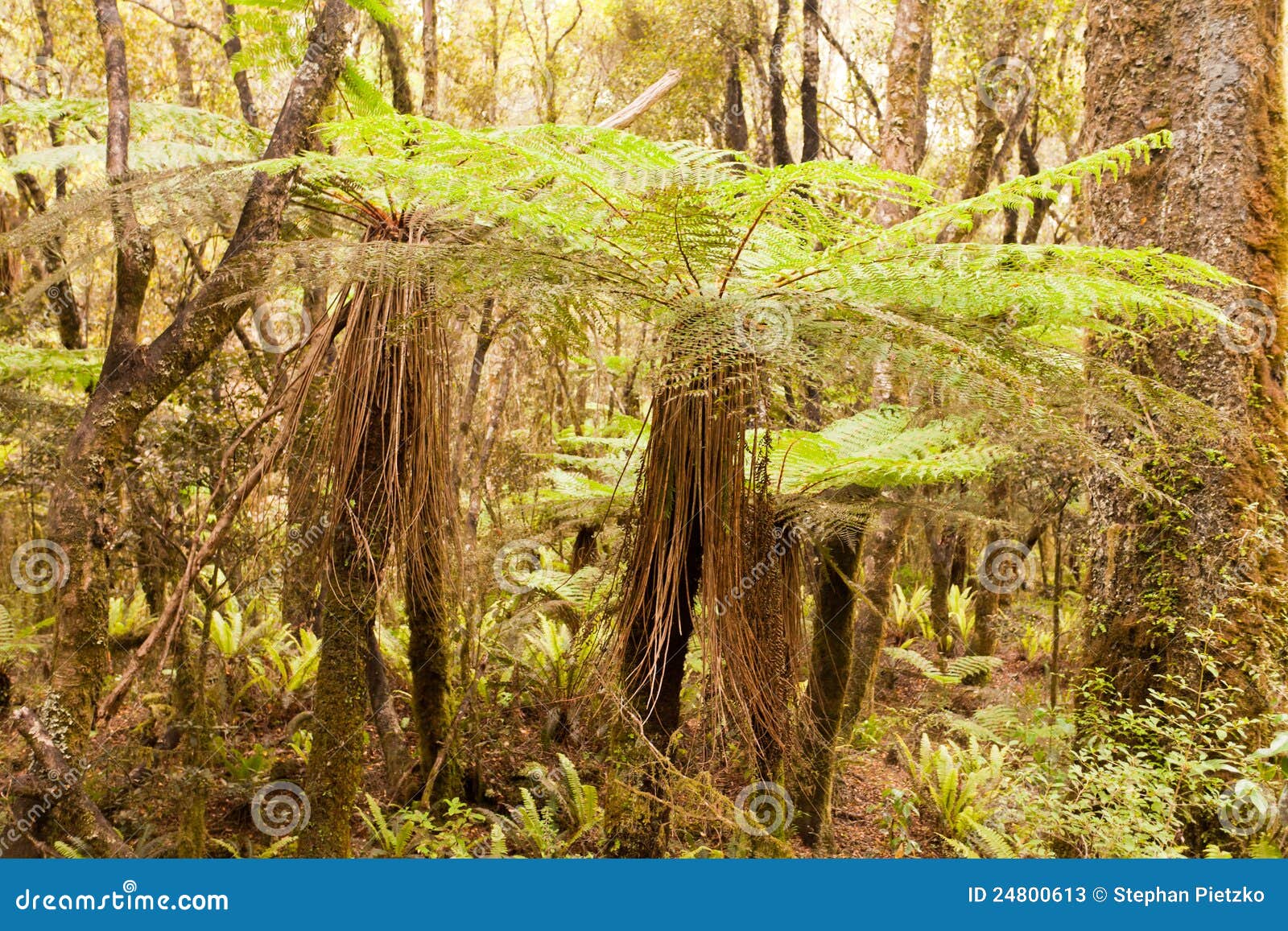 Katote Fern Tree in NZ Sub-tropical Rainforest Stock Image - Image of ...