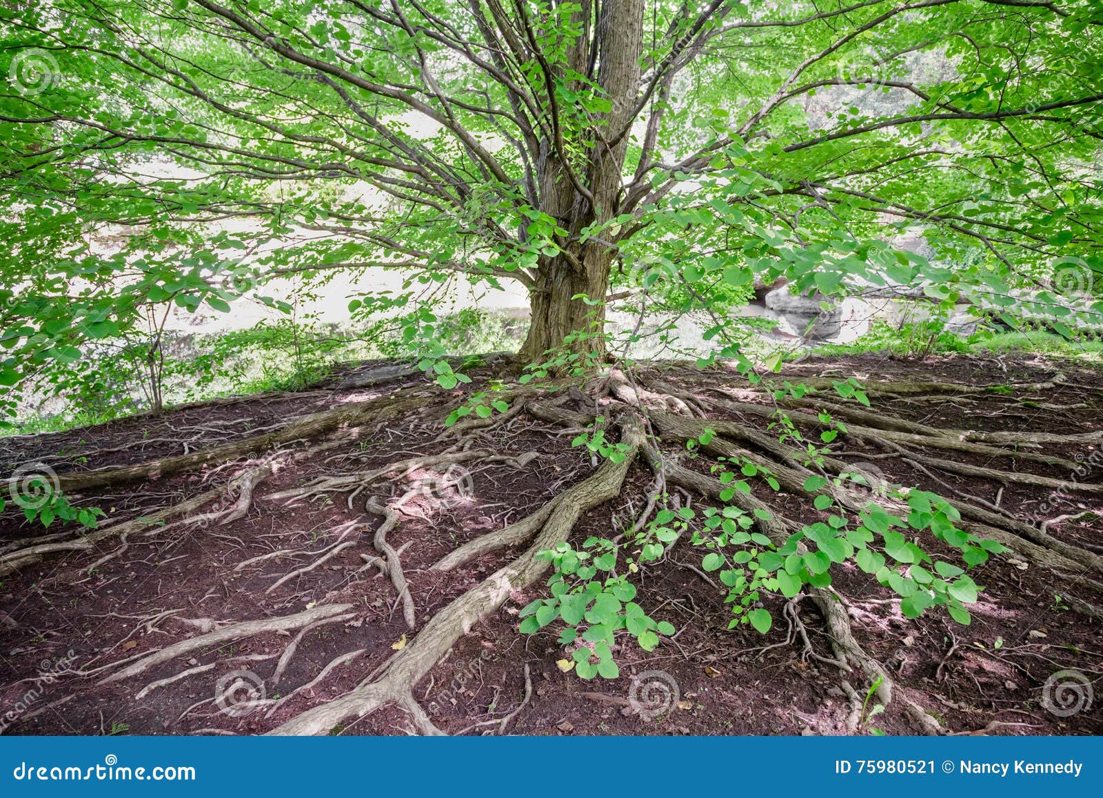 Katsura Tree stock image. Image of exposed, soil, katsura - 75980521