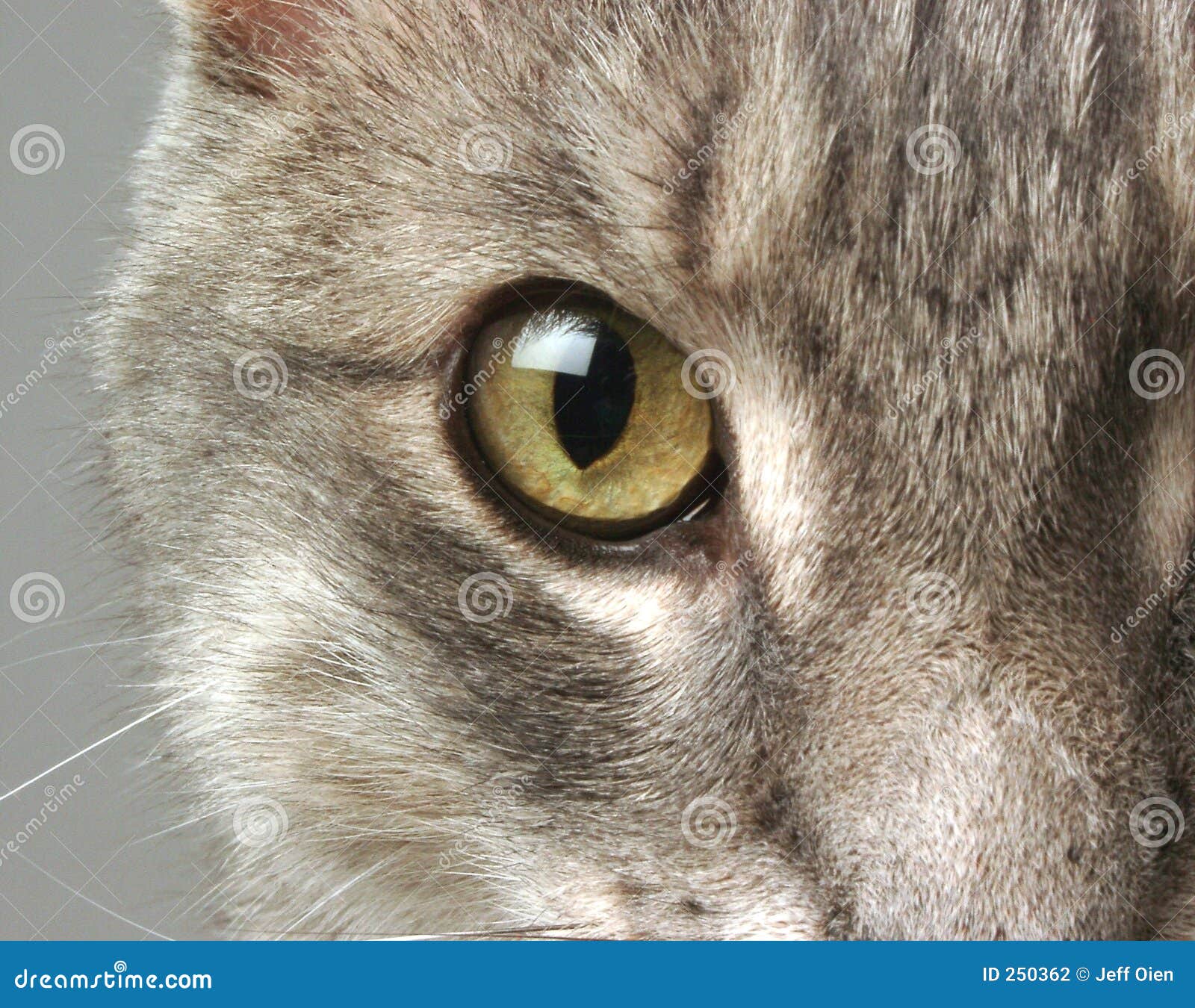 Kattöga arkivfoto. Bild av husdjur, päls, studio, stängning - 250362