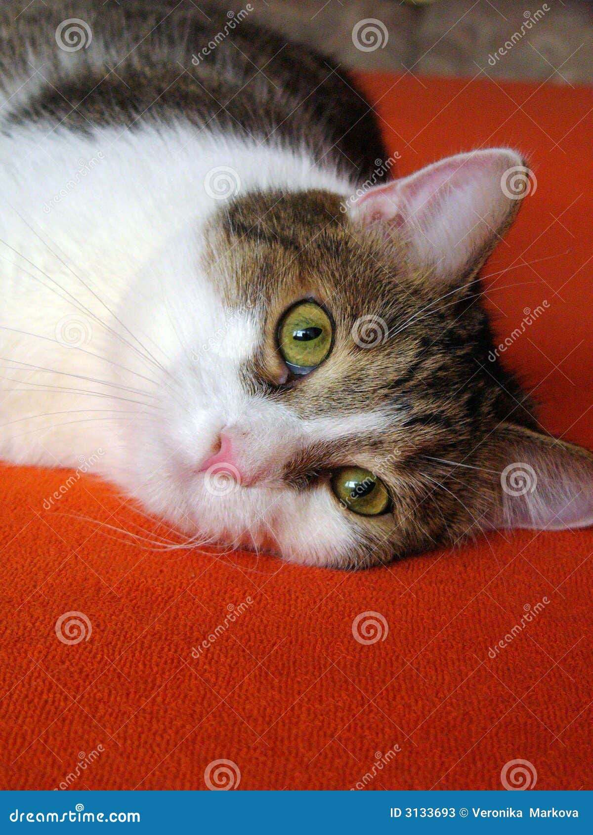 Katt fotografering för bildbyråer. Bild av katt, päls - 3133693