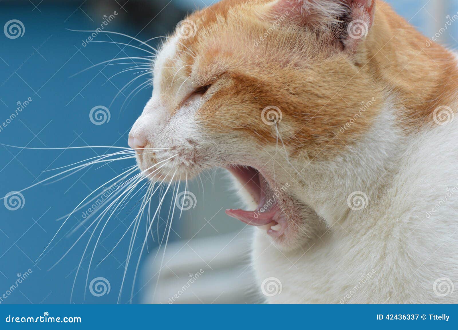 229 Roliga Kattbilder Foton - Gratis och royaltyfria stockfoton från ...