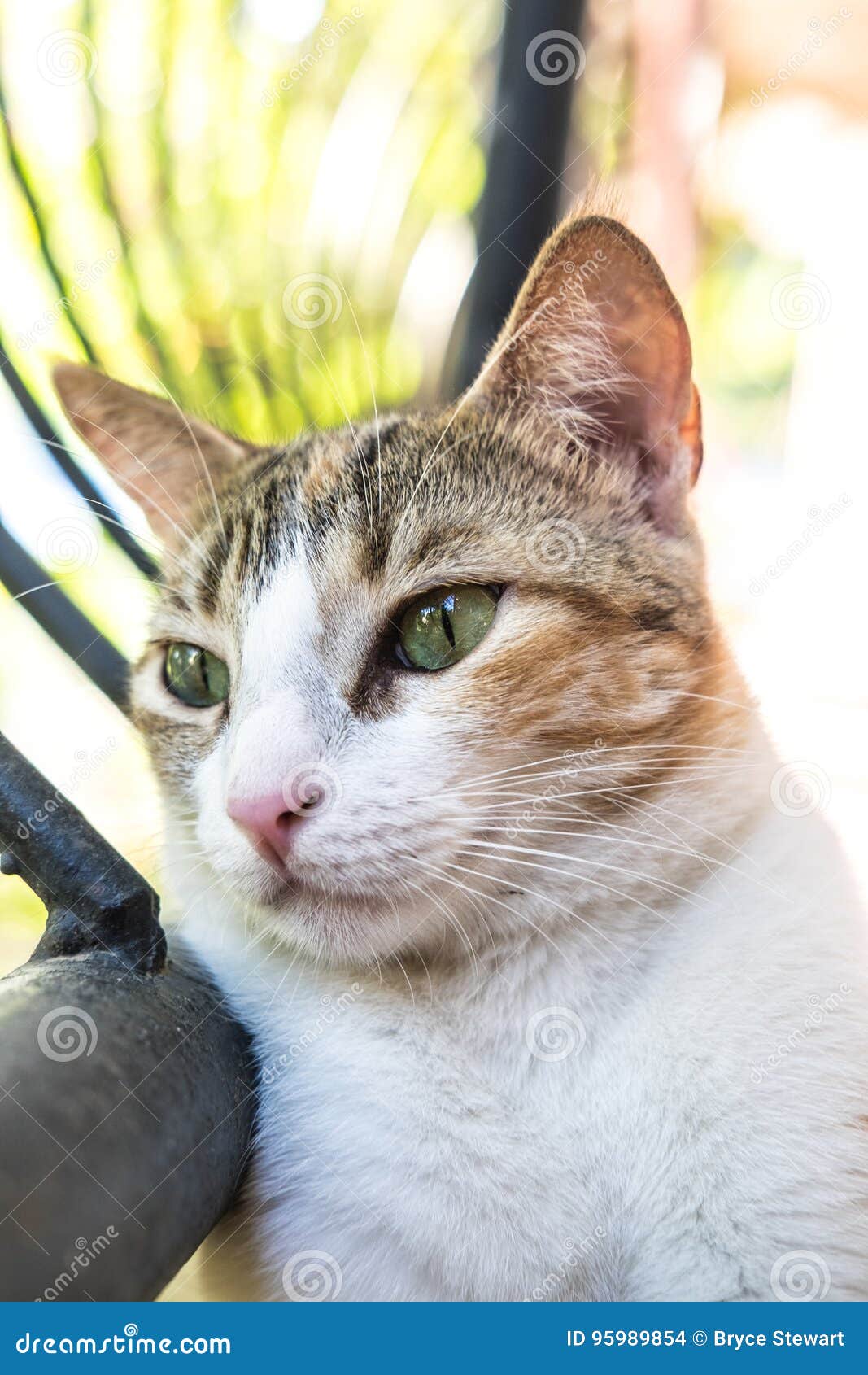 Katt- Cat Kitty Cute Kitten Feline Arkivfoto - Bild av luddigt ...