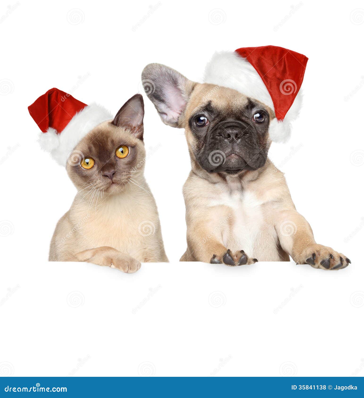 Katt och hund i julhatt arkivfoto. Bild av hemhjälp, burma - 35841138