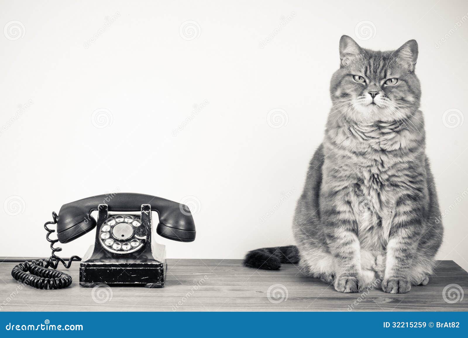 Katt och retro telefon fotografering för bildbyråer. Bild av baner ...