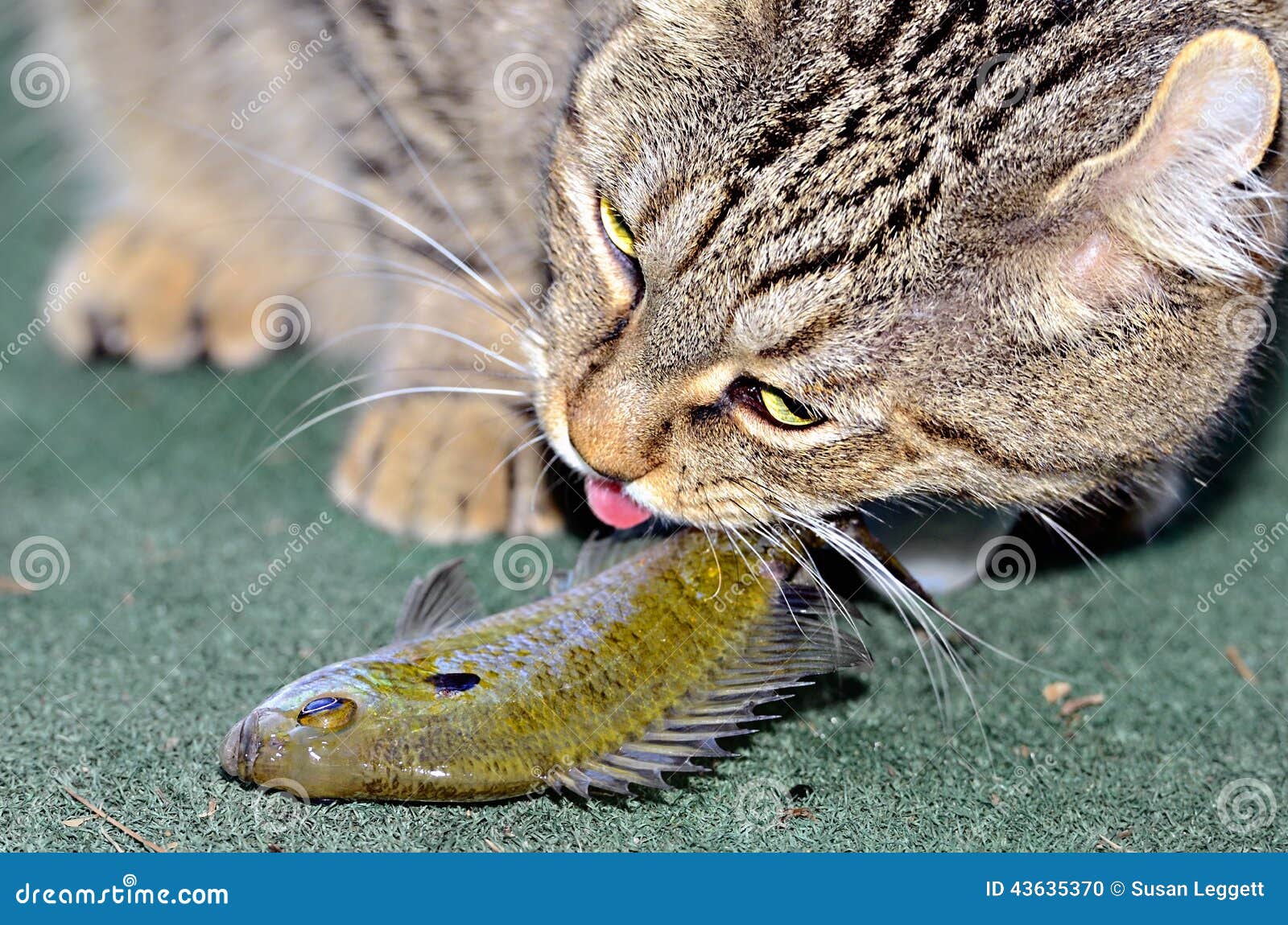 Katt som äter en fisk arkivfoto. Bild av breckenridge - 43635370