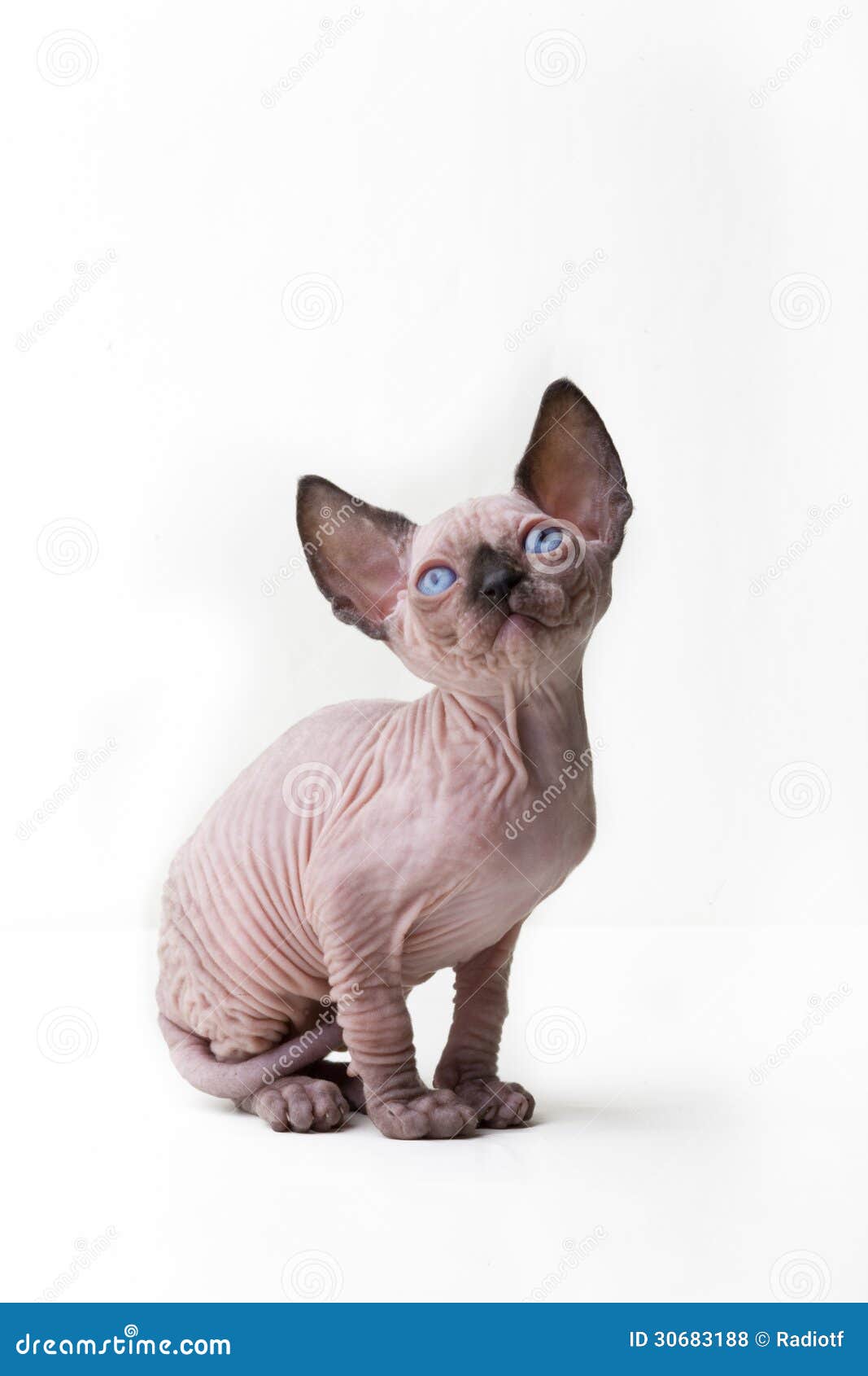 Katt Sphynx katt, kattunge arkivfoto. Bild av ögon, vitt - 30683188
