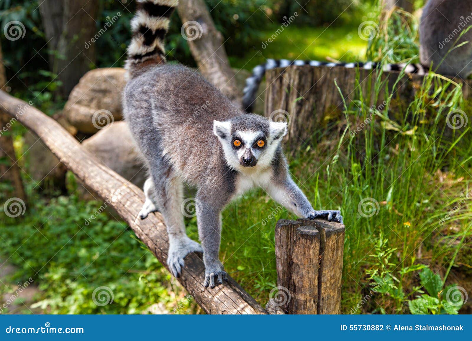 Katta auf dem Baum stockfoto. Bild von hintergrund, fauna - 55730882
