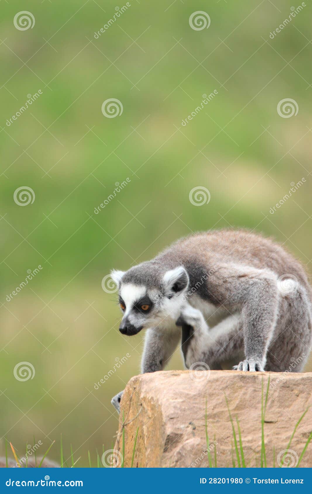 Katta with itchy head stock photo. Image of katta, scratching - 28201980
