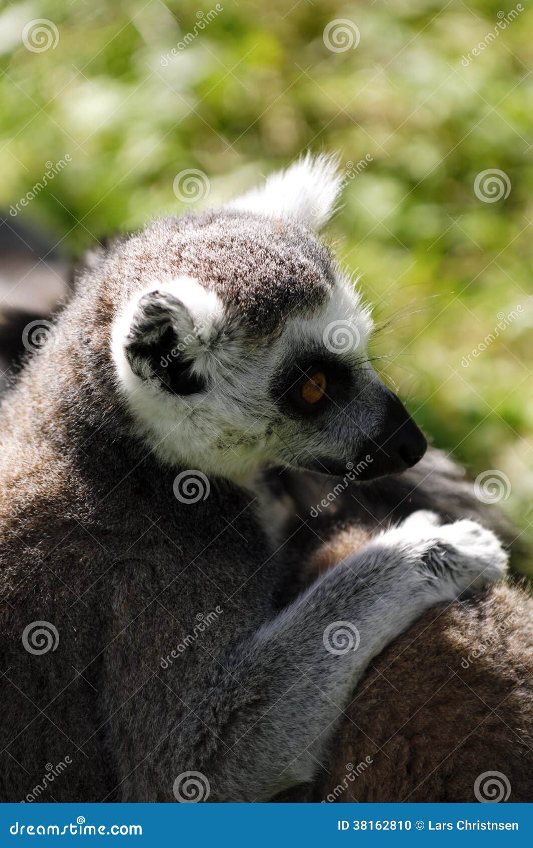 Katta In The Zoo Stock Photo | CartoonDealer.com #124482660