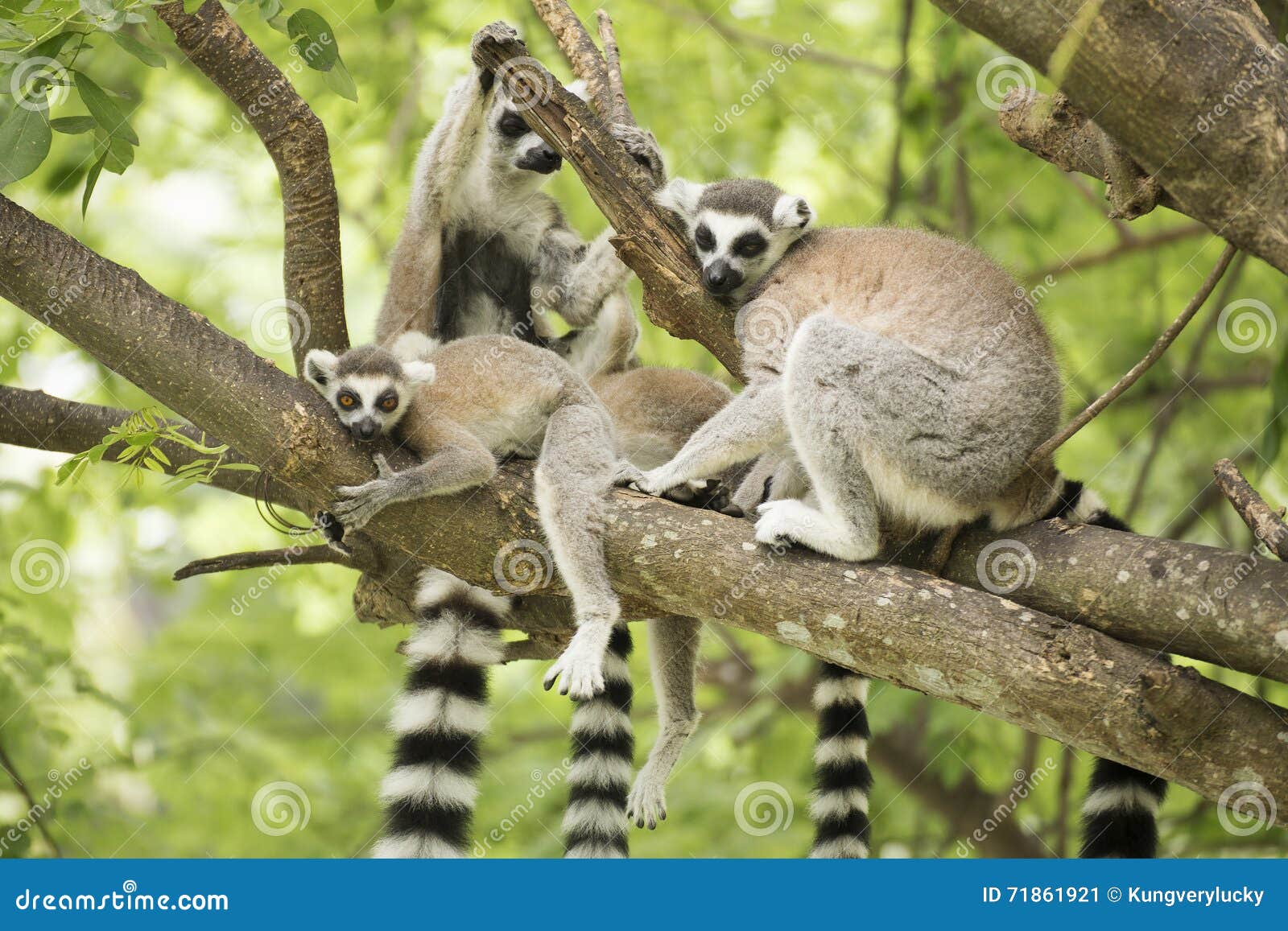 Katta mit Familie stockbild. Bild von sitzung, umarmen - 71861921