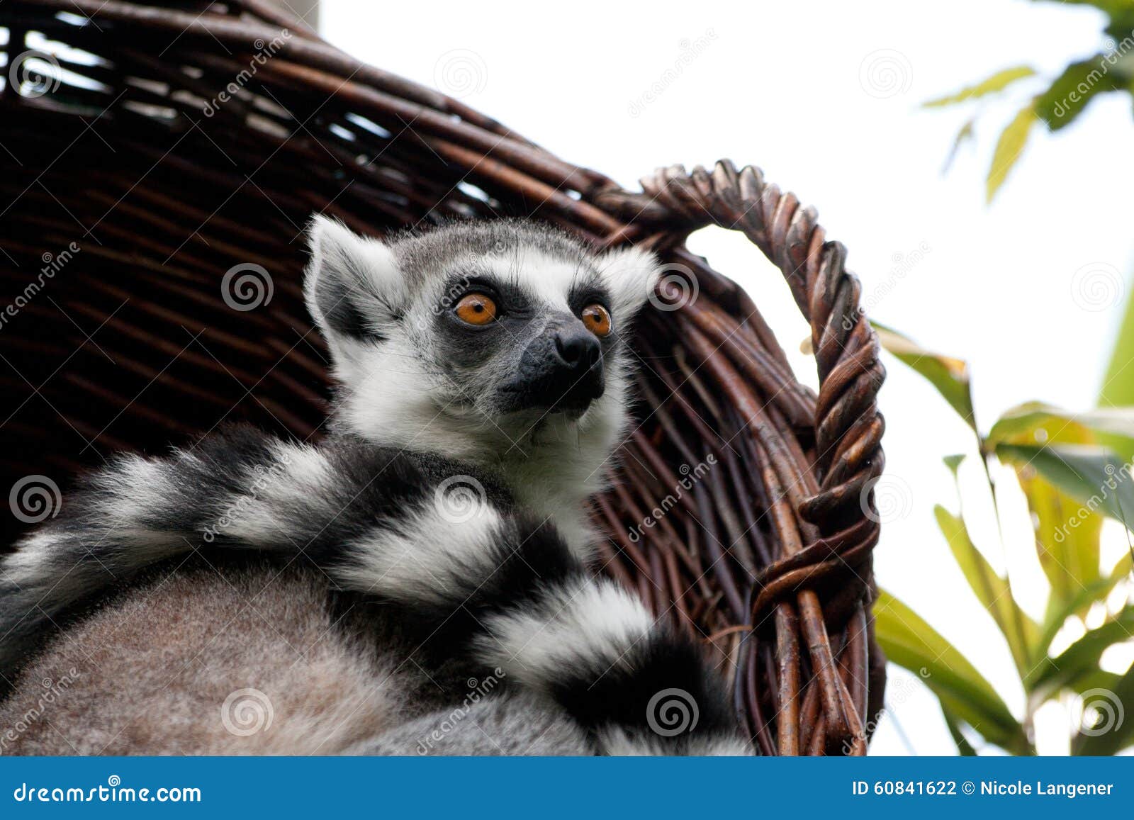 Katta stock photo. Image of primate, madagascar, rare - 60841622