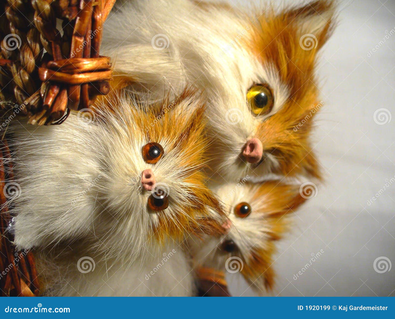 Katten stock afbeelding. Image of dier, katje, ogen, familie - 1920199