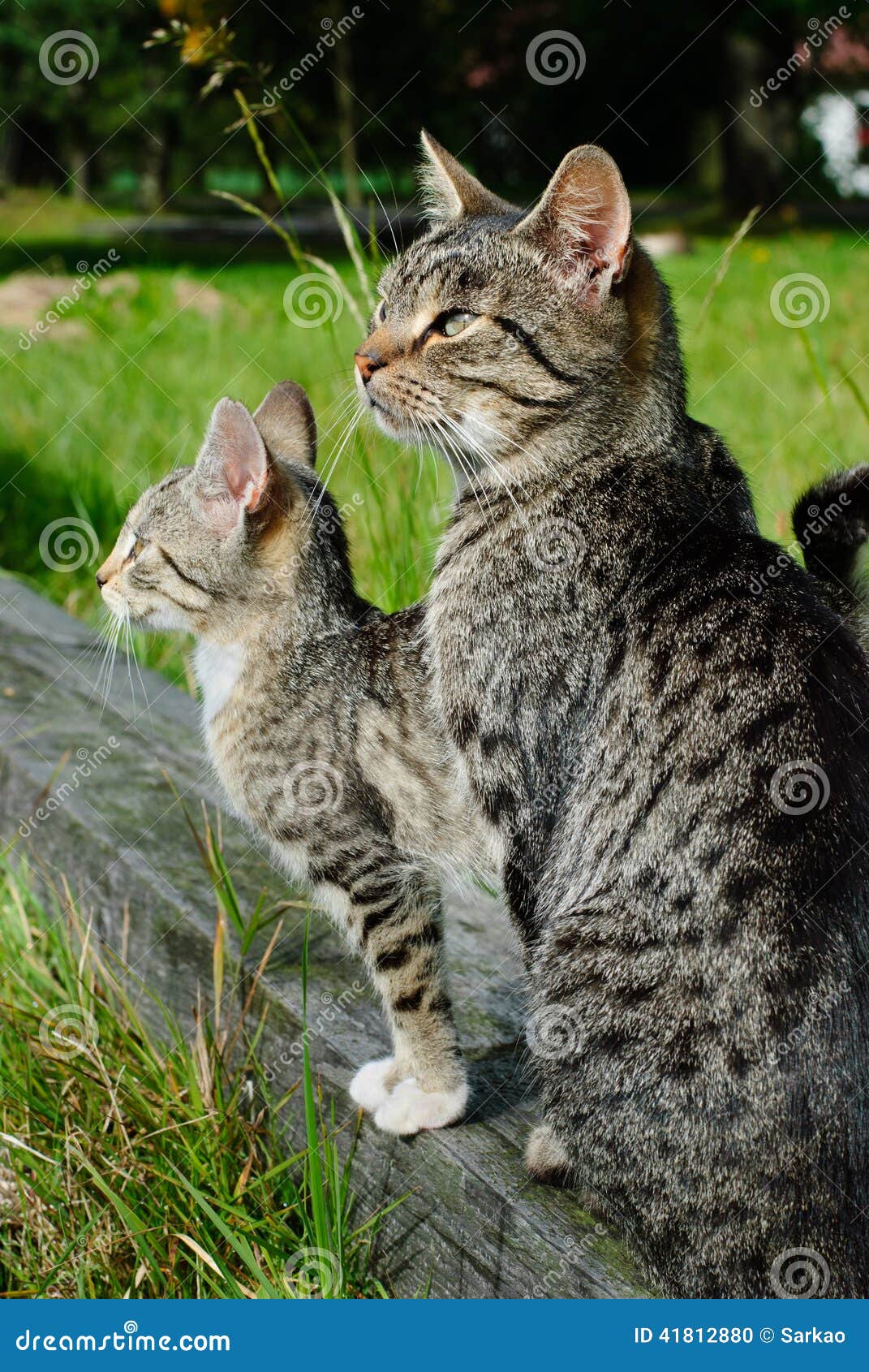 Katten stock foto. Image of huisdier, familie, leuk, zoogdier - 41812880