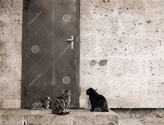 Katten, buiten stock foto. Image of deur, mooi, bestrating - 59530008