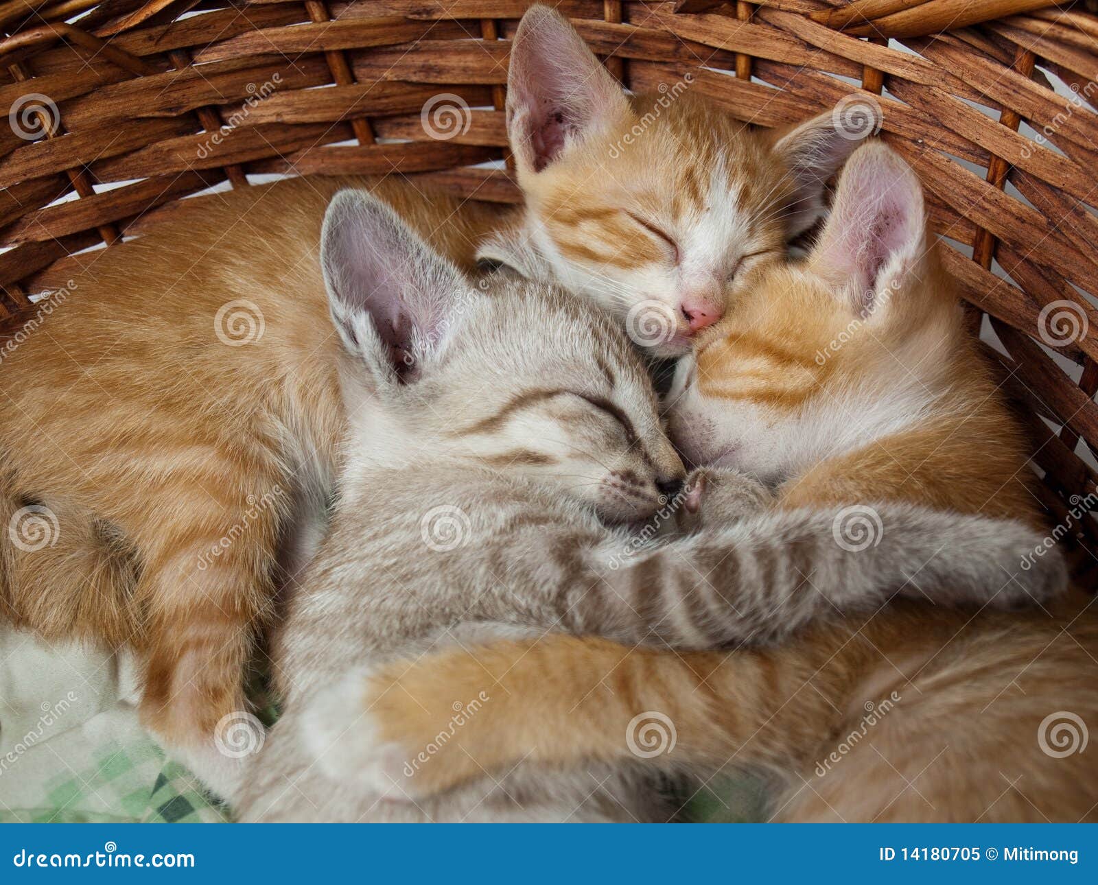 Katten Die in De Mand Slapen Stock Afbeelding - Image of kind ...