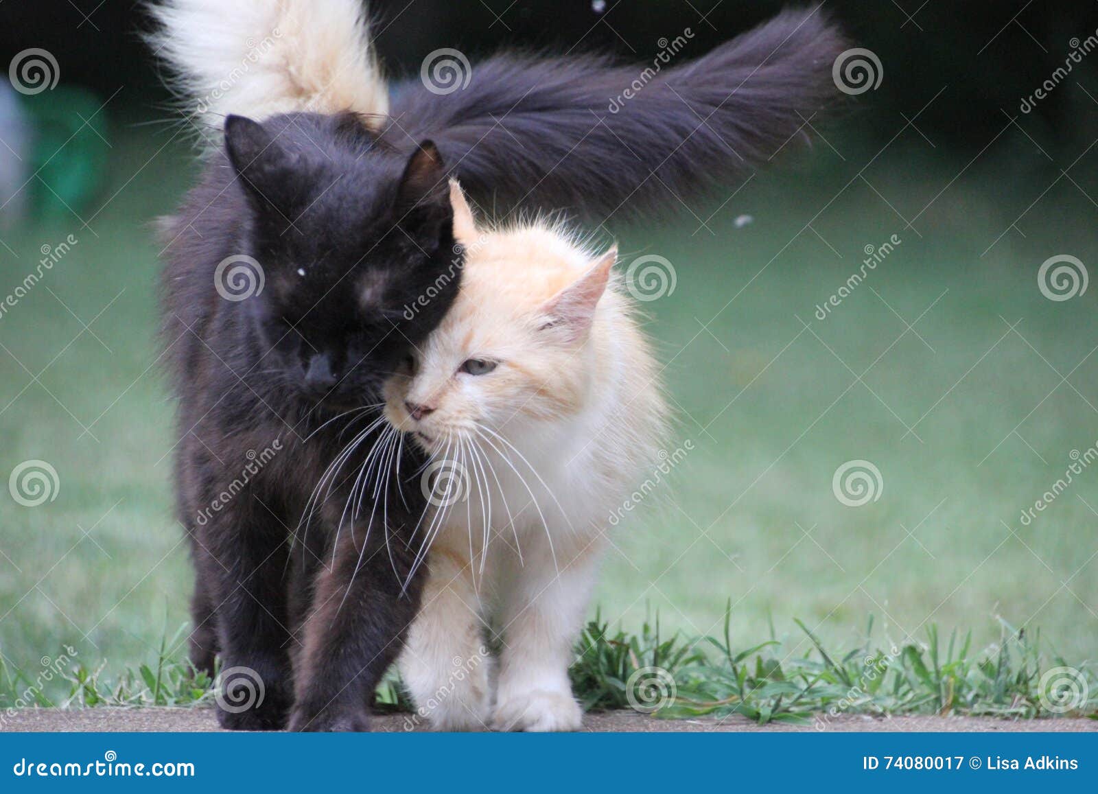 Katten Die Samen Zwart-wit Goud Lopen Stock Afbeelding - Image of ...