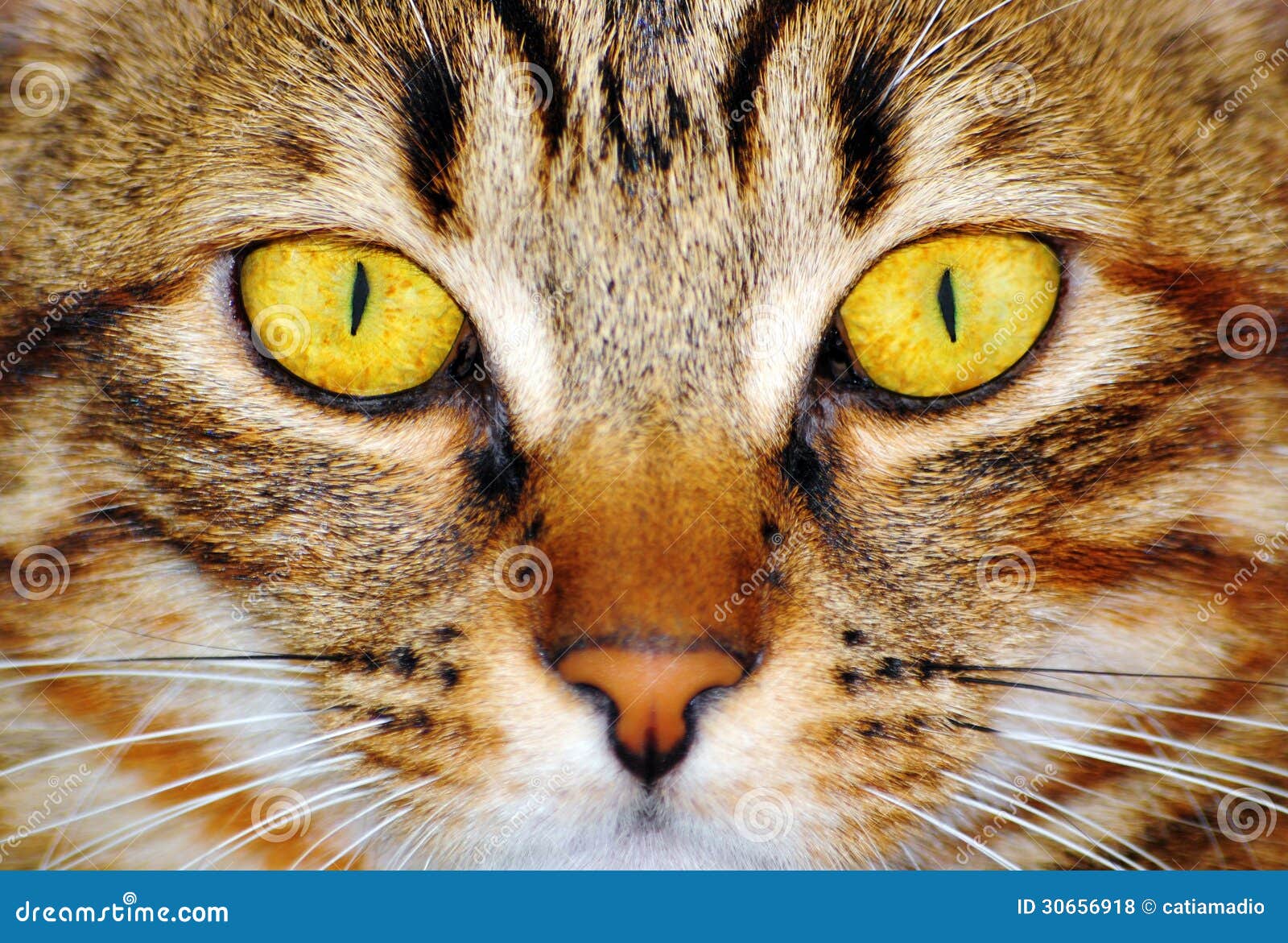 Katten gele ogen stock foto. Image of gezicht, ogen, bont - 30656918