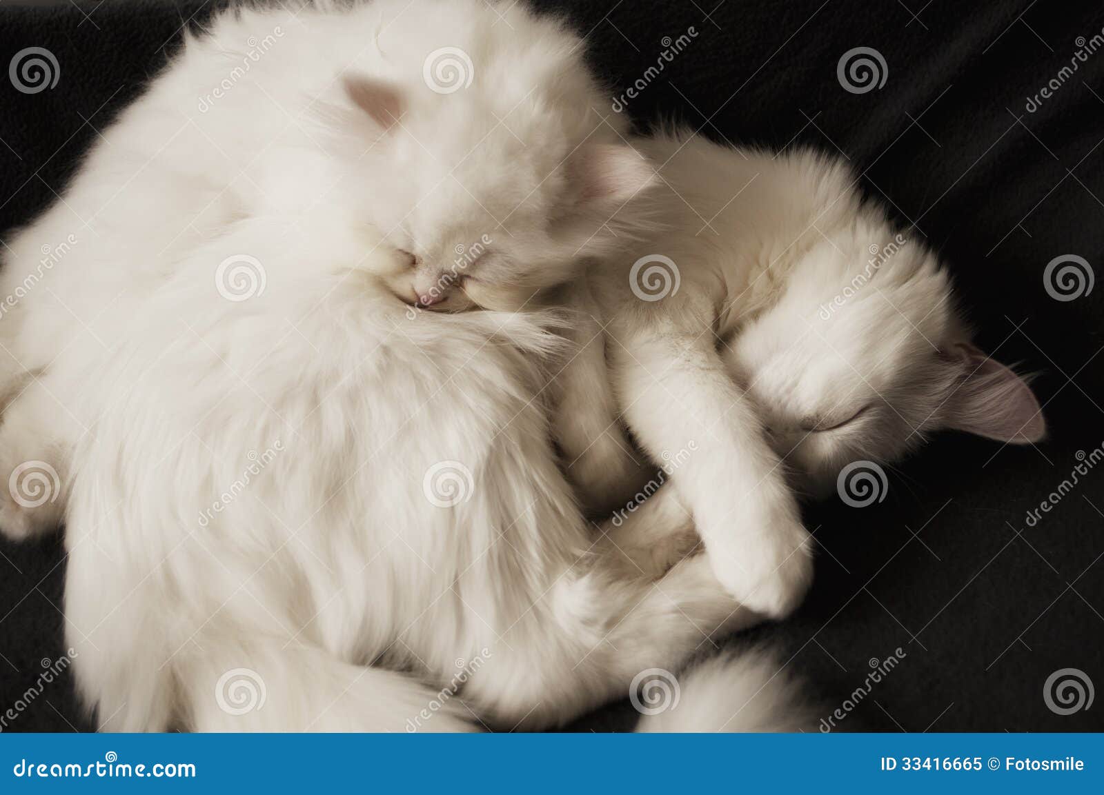 Katten het slapen stock afbeelding. Image of pluizig - 33416665