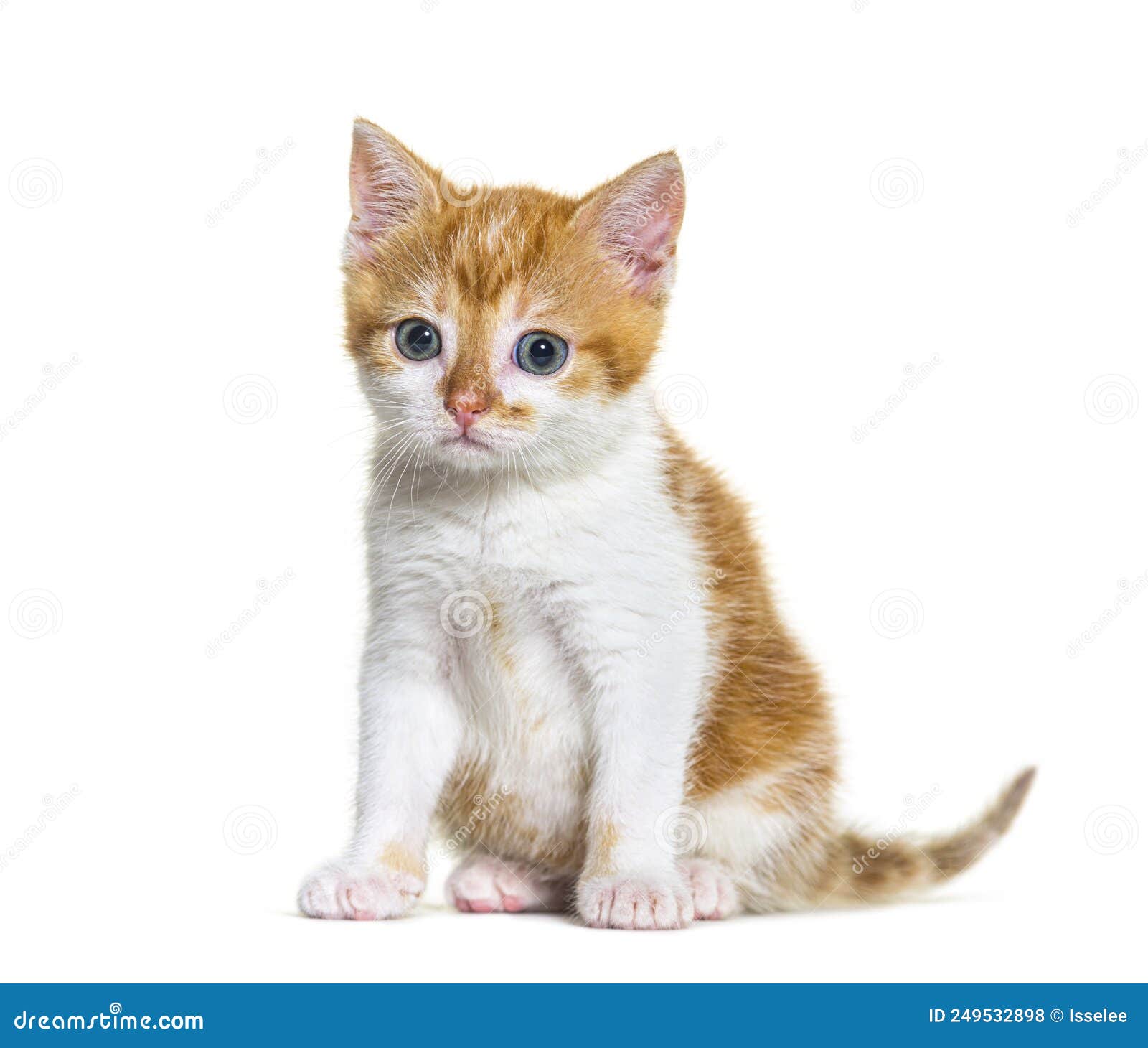 Kattengemixte Kitten En Wit Geïsoleerd Op Wit Stock Foto - Image of ...