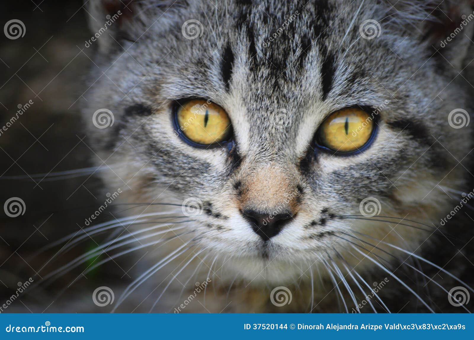 Kattengezicht Met Gele Ogen Stock Foto - Image of weinig, zoet: 37520144