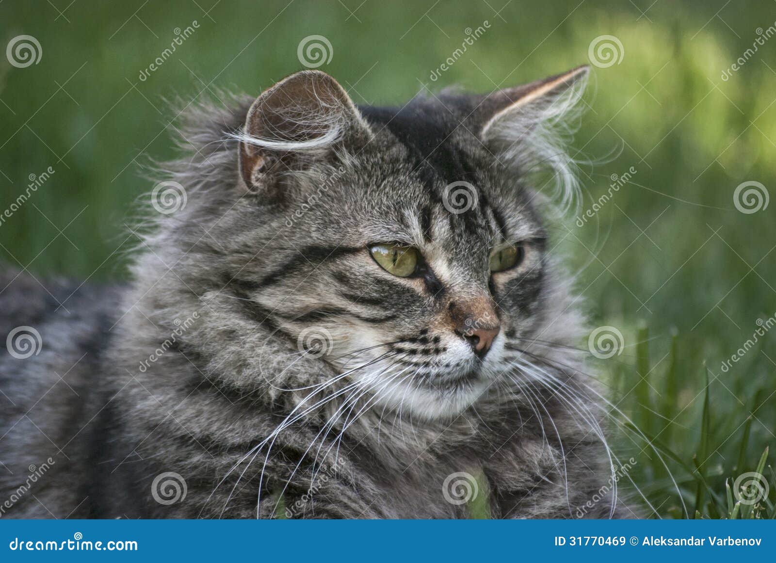 Kattenhoofd stock afbeelding. Image of neus, binnenlands - 31770469