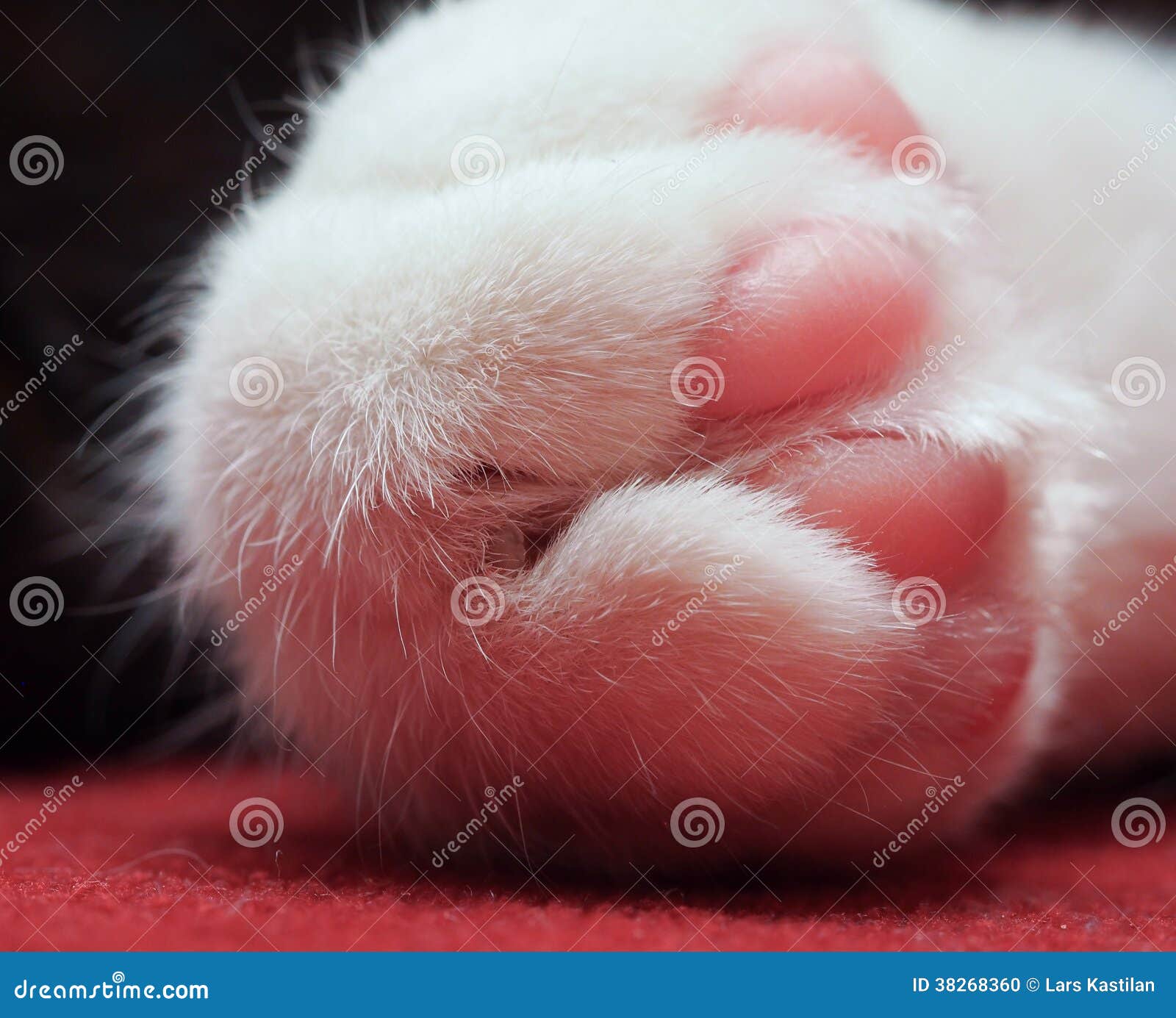 Kattenpoot stock foto. Image of bont, dier, huisdier - 38268360