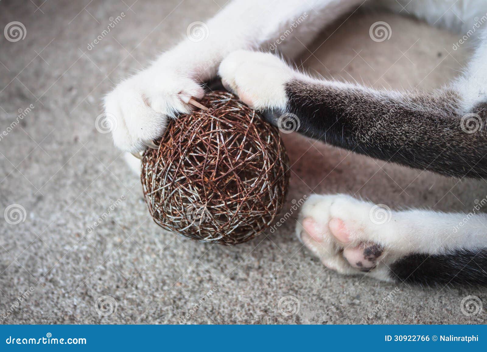 Kattenpoot met uit klauwen stock foto. Image of rust - 30922766