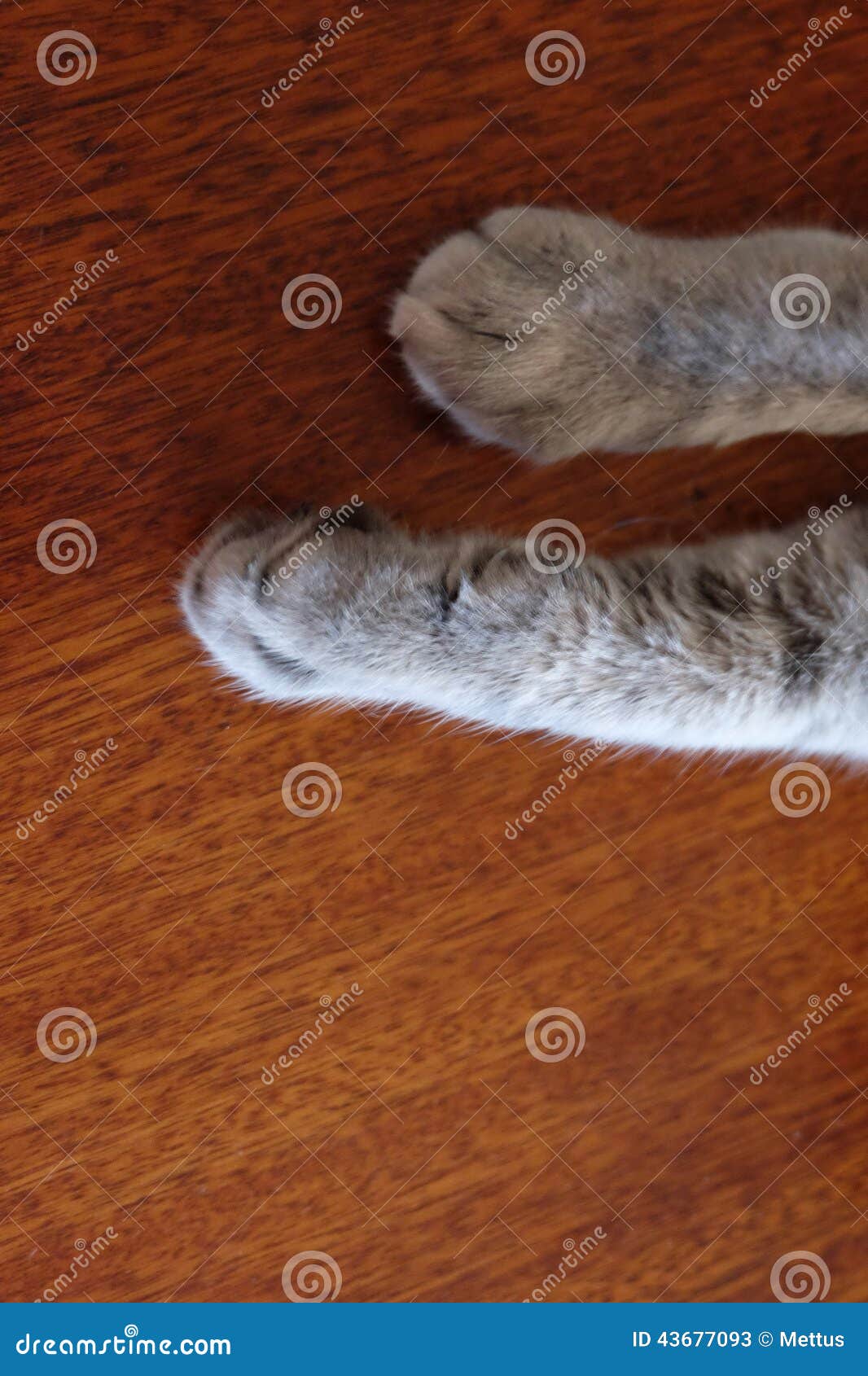 Kattenpoot Op Copyspace Bruine Achtergrond Stock Afbeelding - Image of ...