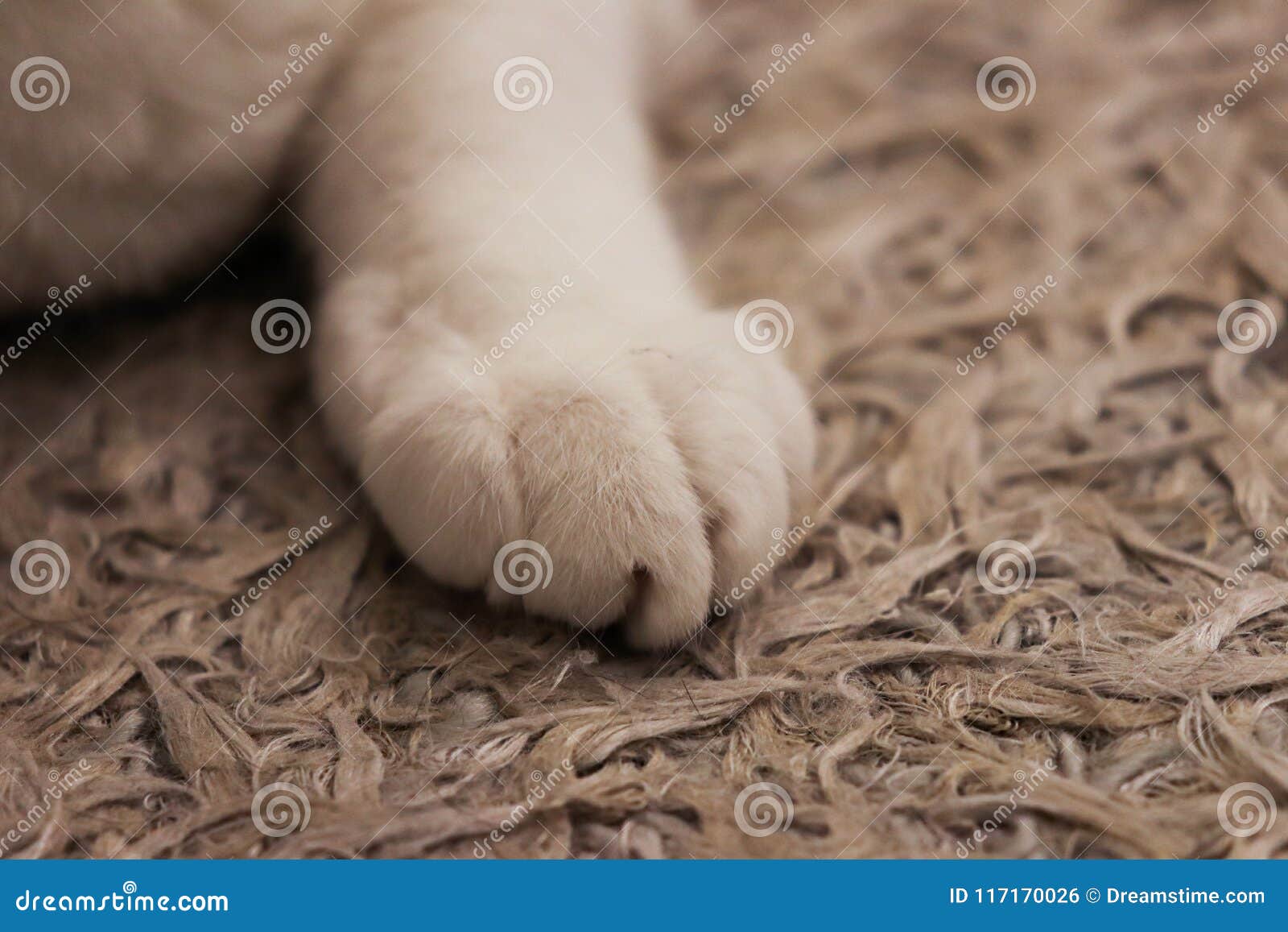 Kattenpoot op het tapijt stock foto. Image of katten - 117170026