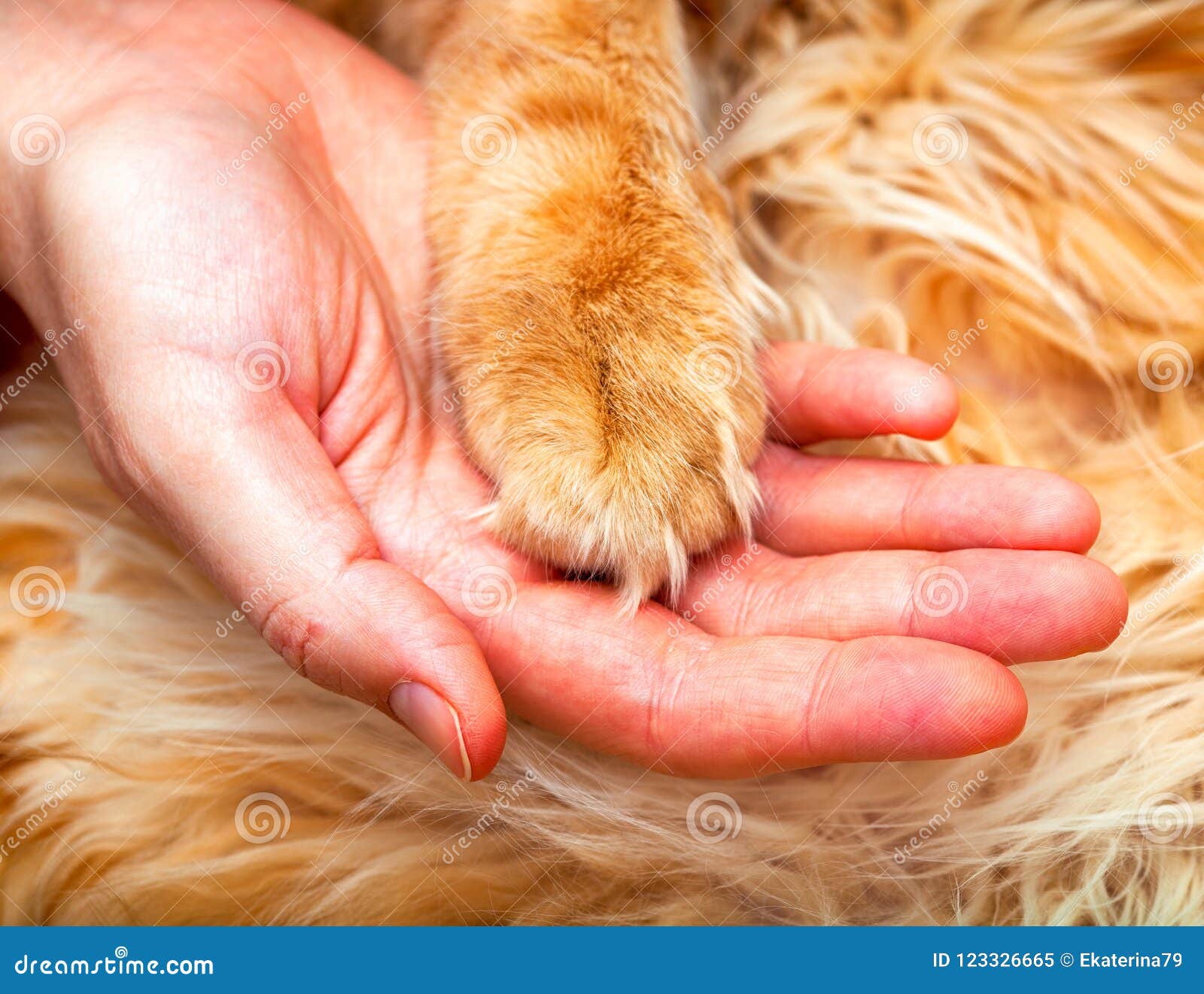 Kattenpoot in vrouwenhand stock afbeelding. Image of gestreept - 123326665