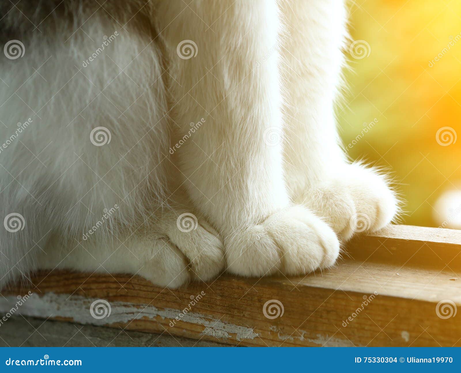 Kattenpoten Op De Achtergrond Van Het Vensterbalkon Stock Foto - Image ...